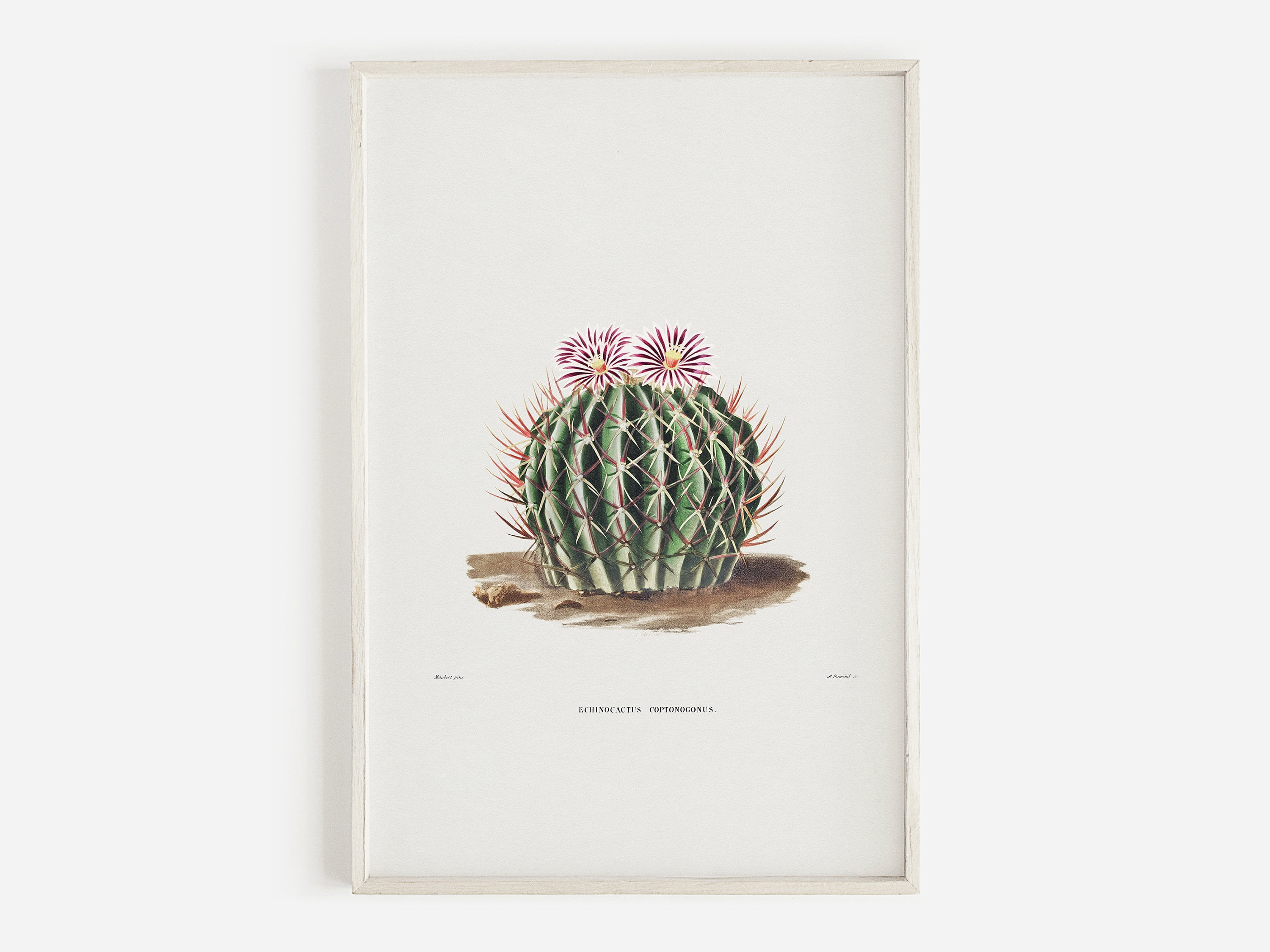 Poster Enchino Cactus Drawing, Pink Cactus Flowers, Botanical Drawing ...