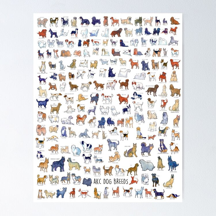Poster Every Akc Dog Breed Poster No Framed, 12x18 - Walmart.com