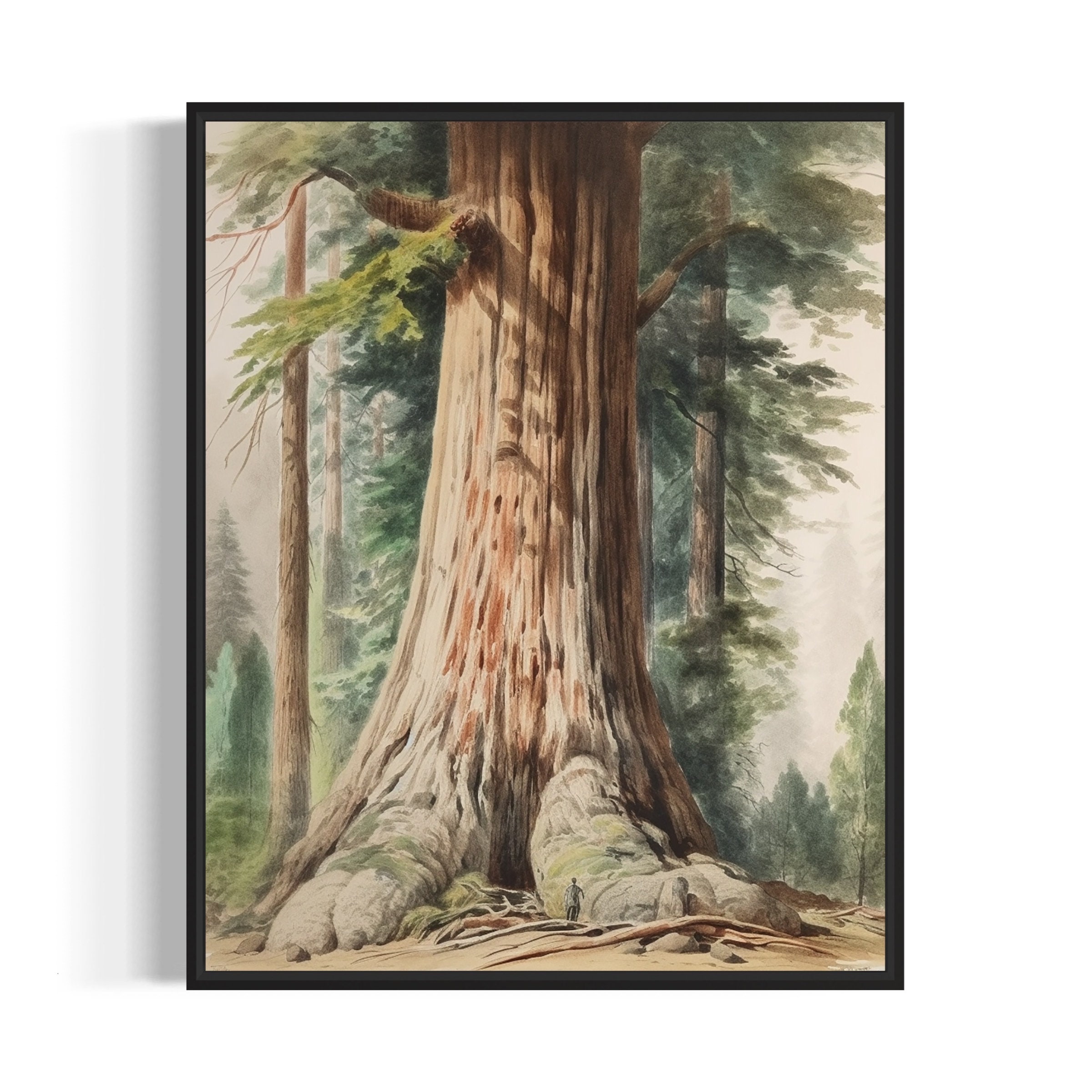 Poster Giant Redwood Tree Art Print, Giant Redwood Tree Wall Art Poster ...
