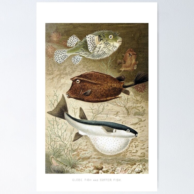Poster Globe Fish and Coffer Fish - Unframed Poster, 12x18 - Walmart.com