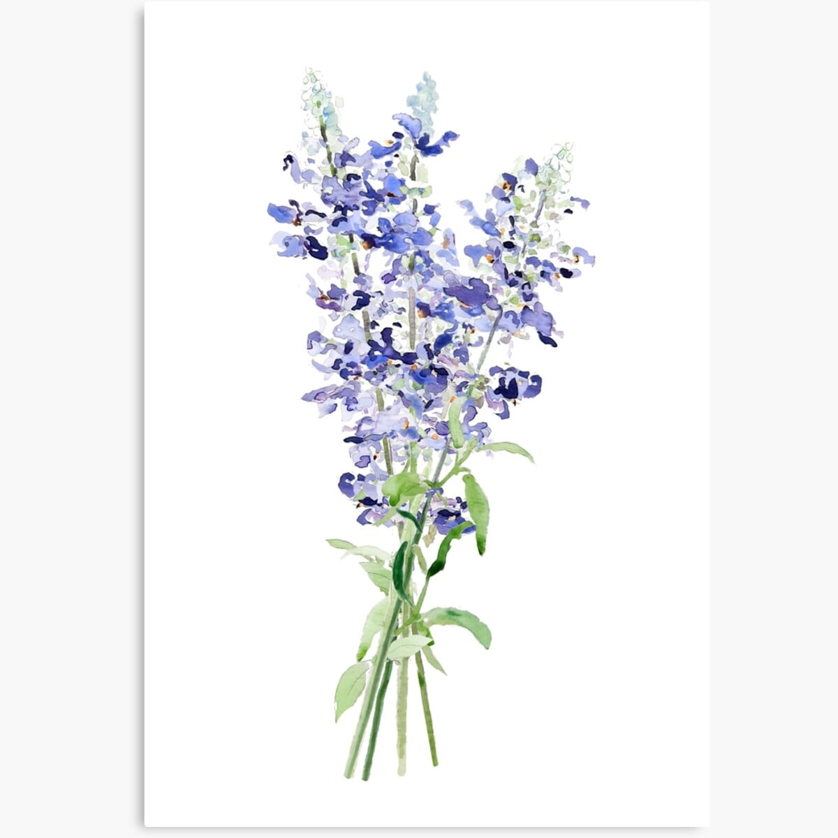 Poster Hand Painted Blue Mealycup Sage Flowers Bouquet Watercolor - No ...