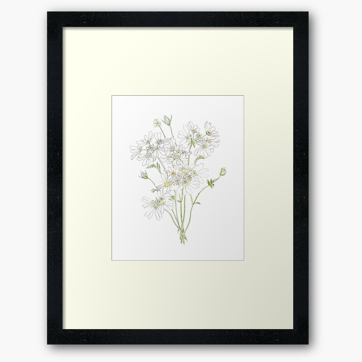 Poster Hand Painted Delicate White Flowers Ink And Watercolour - No ...