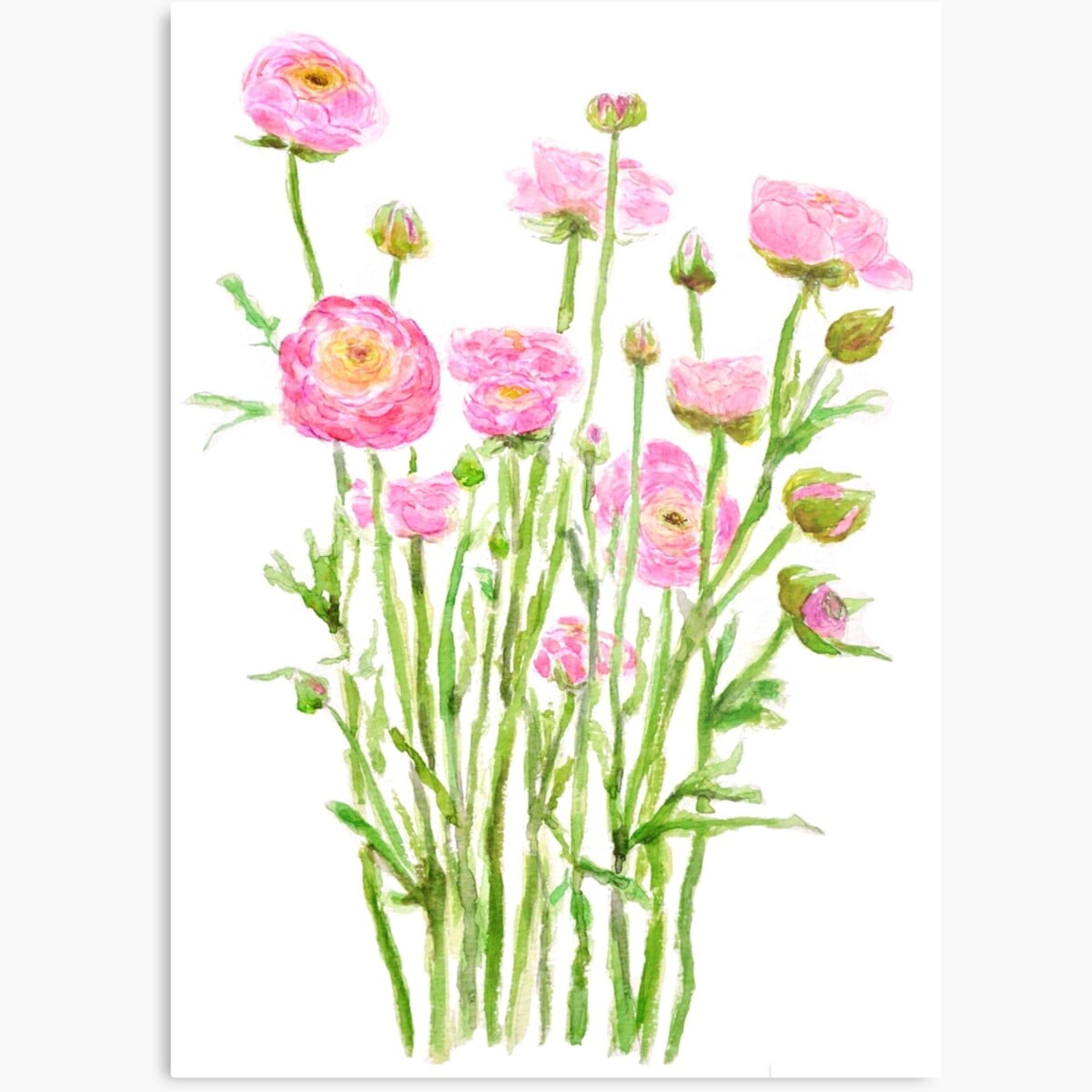 Poster Hand Painted Pink Ranunculus Pink Buttercup Pink Peony - No ...