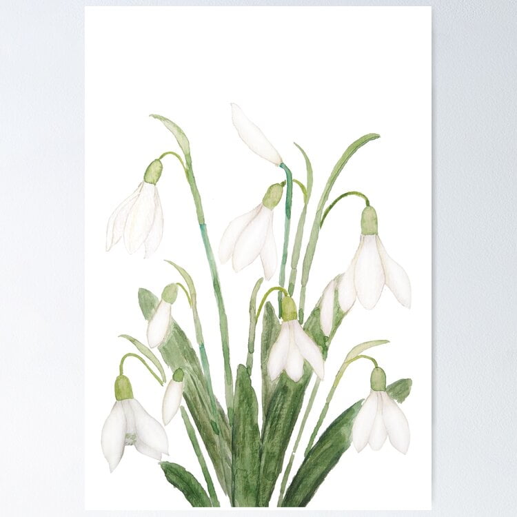 Poster Hand Painted White Snowdrop Flower Botanical Watercolor Painting ...