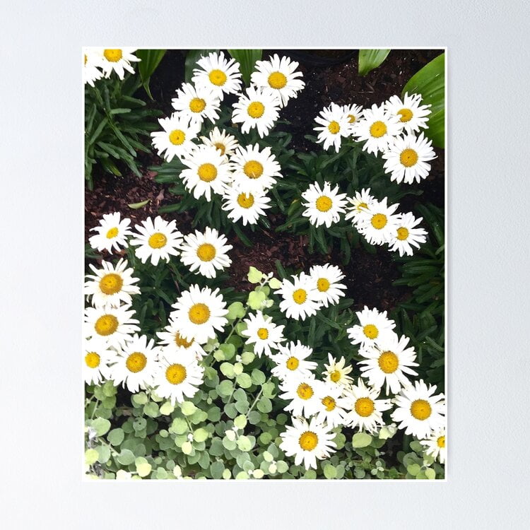 Poster A Handful Of White Statement Flowers Poster - No Framed, Vintage ...