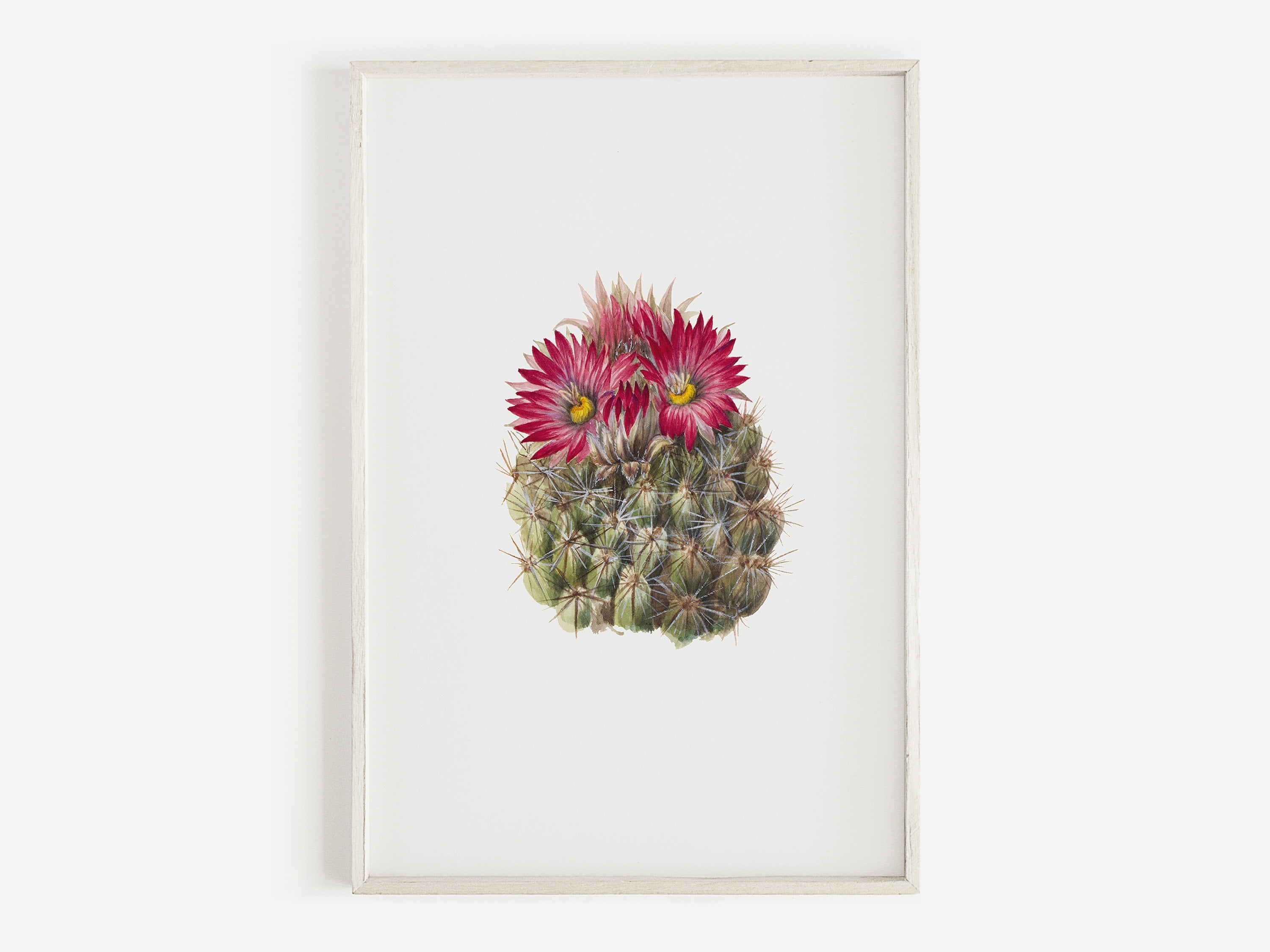 Poster Hedgehog Cactus Drawing, Succulent Print, Botanical Illustration ...