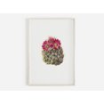 Poster Hedgehog Cactus Drawing, Succulent Print, Botanical Illustration ...