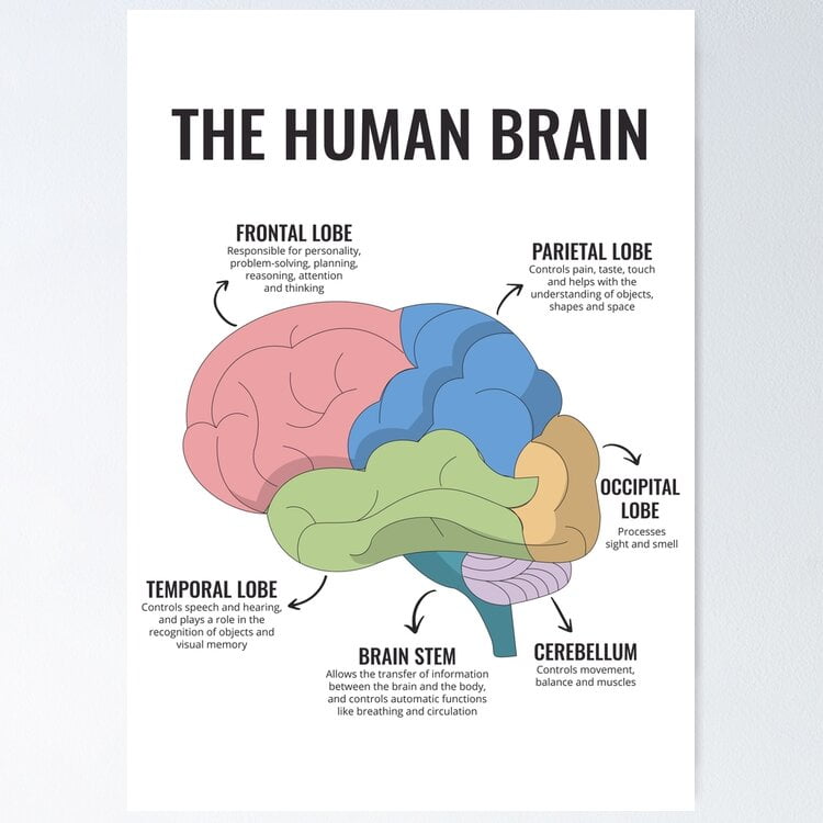 Poster The Human Brain Anatomy Mental Health Office Therapy Decor Art ...