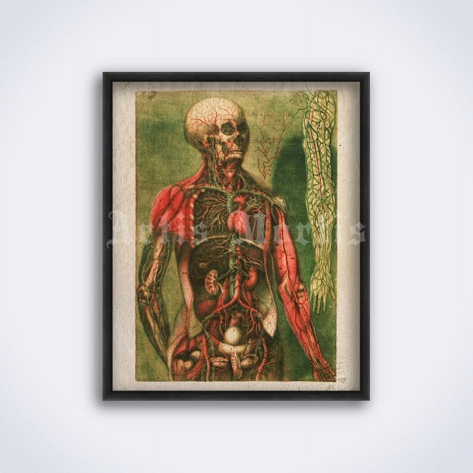Poster Human internal organs, viscera, muscles - vintage medical art ...