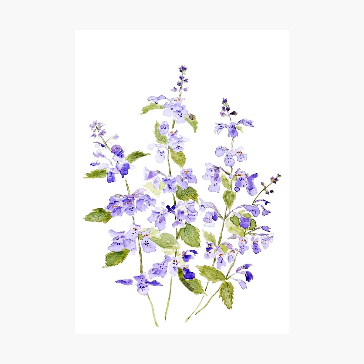 Poster Lilac-Blue Purple Violet Nepeta Racemosa 'Walker'S Low' Catnip ...