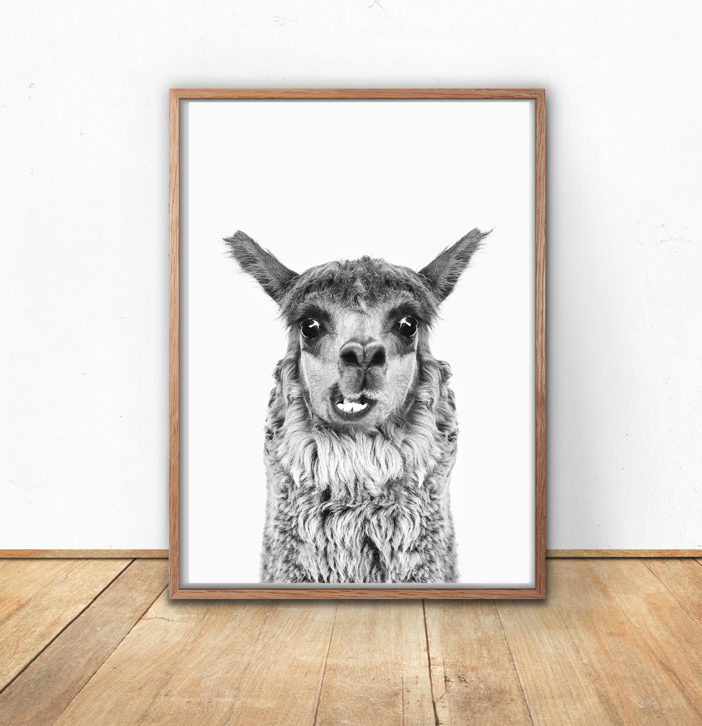 Poster Llama Print Black And White Photography, Animal Portrait, Alpaca ...