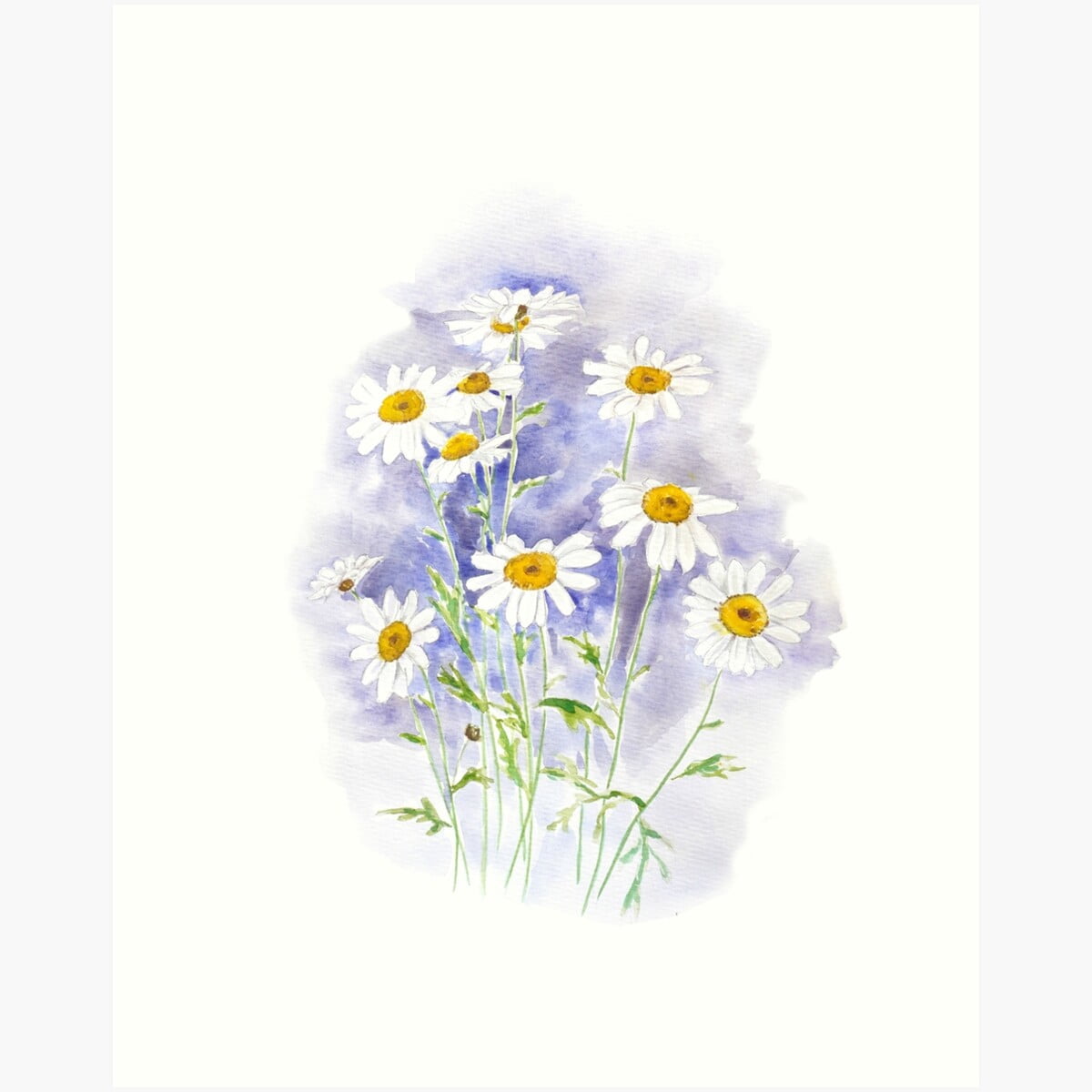 Poster Marguerite Daisy Watercolor Margaret Daisy Poster No Framed ...