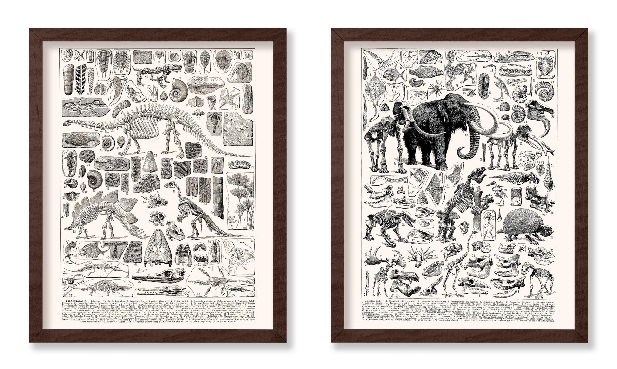 Poster Master 2-Piece Vintage Science Poster - Retro Paleontology Print ...