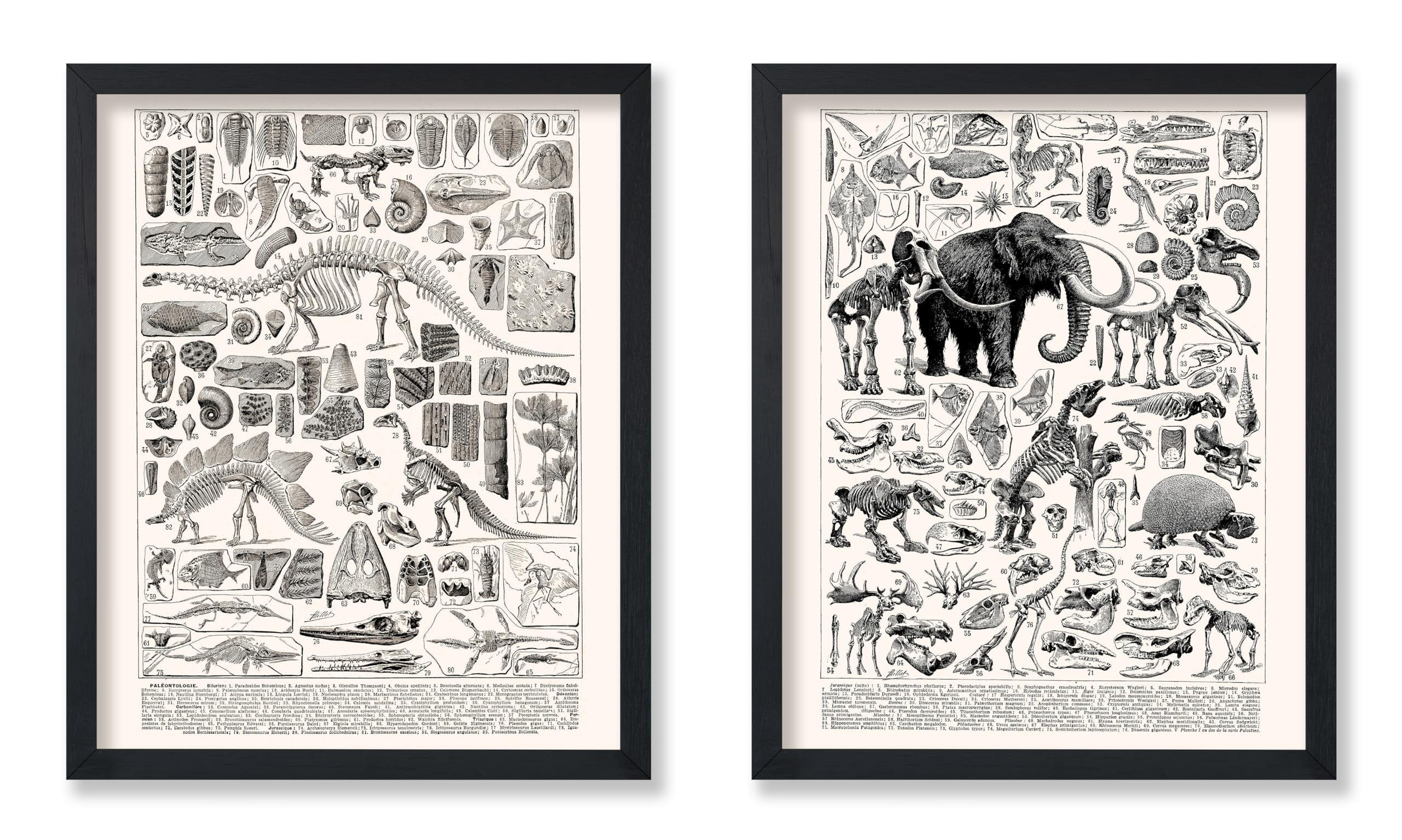 Poster Master 2-Piece Vintage Science Poster - Retro Paleontology Print ...