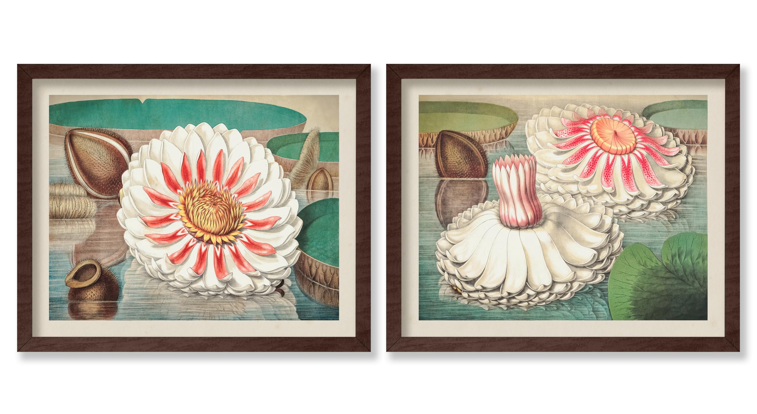 Poster Master 2-Piece Vintage Water Lily Poster - Retro Botanical Print ...