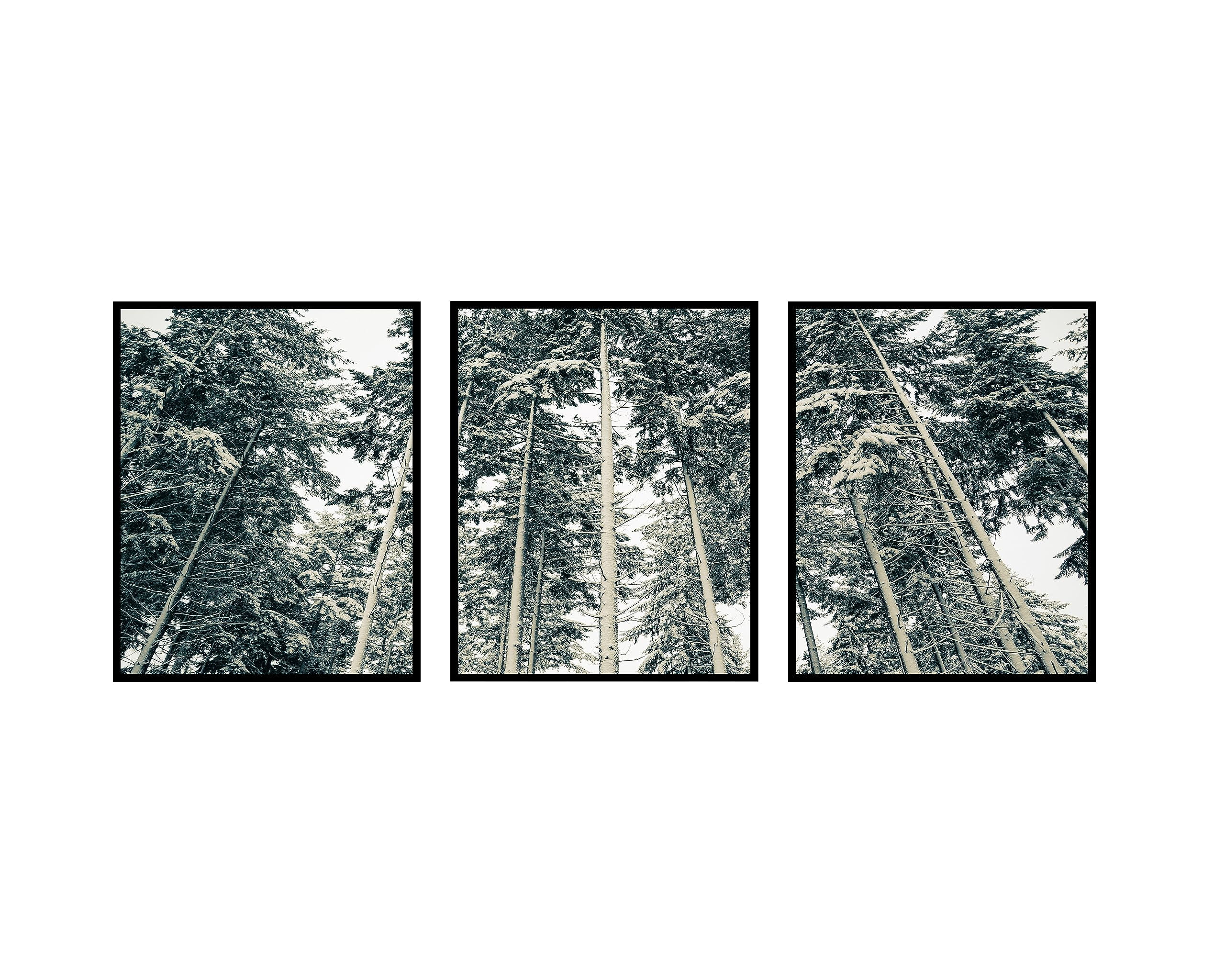 Poster Master 3-Piece Photograph Poster - Modern Print - Forest, Low ...