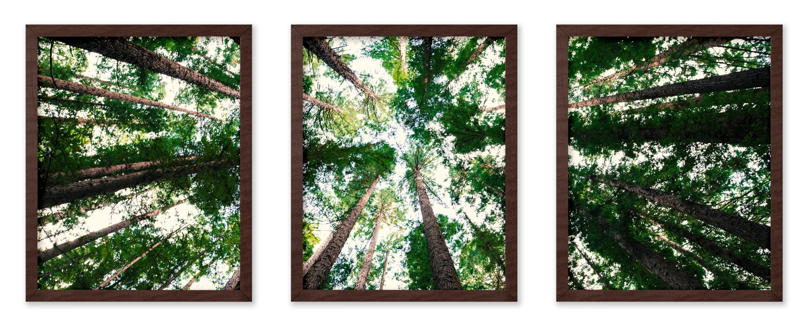 Poster Master 3-Piece Photograph Poster - Modern Print - Landscape, Forrest, Tree Branches, Sky ...