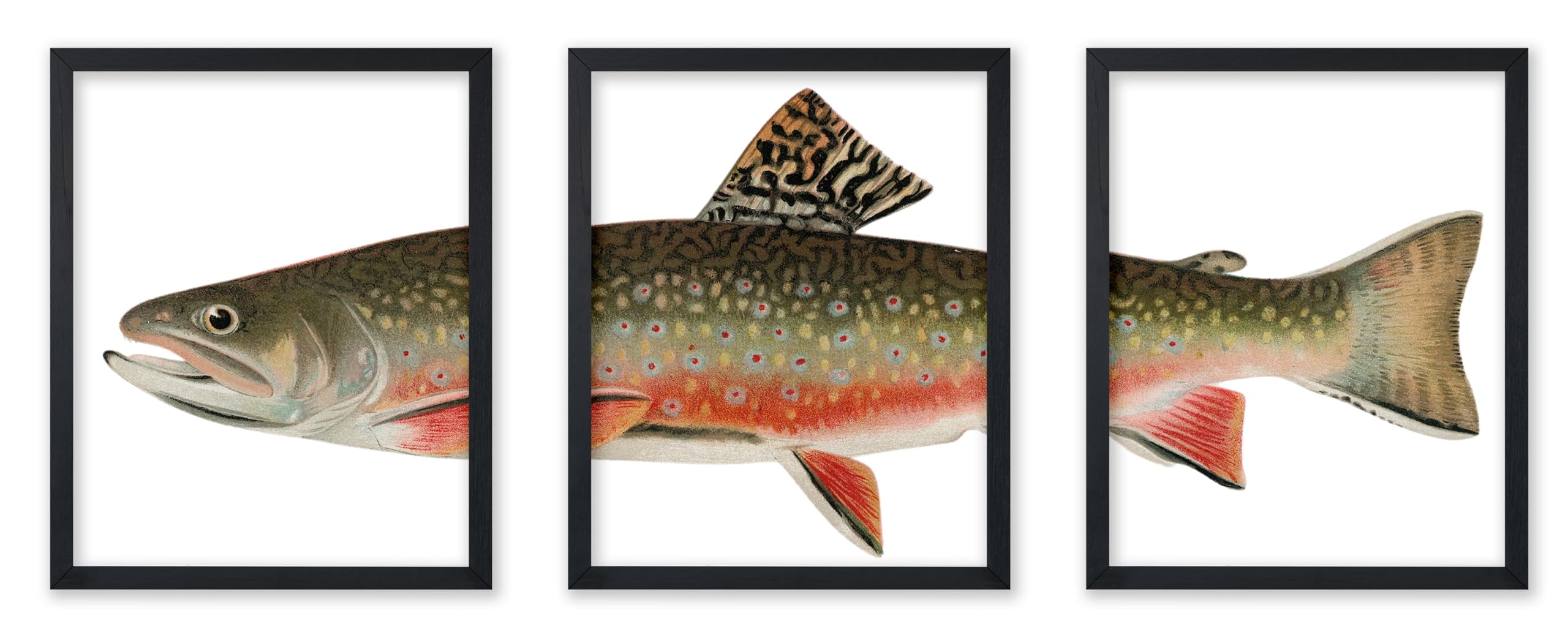 Poster Master 3-Piece Trout Fish Poster - Aquatic Print - Gift for ...