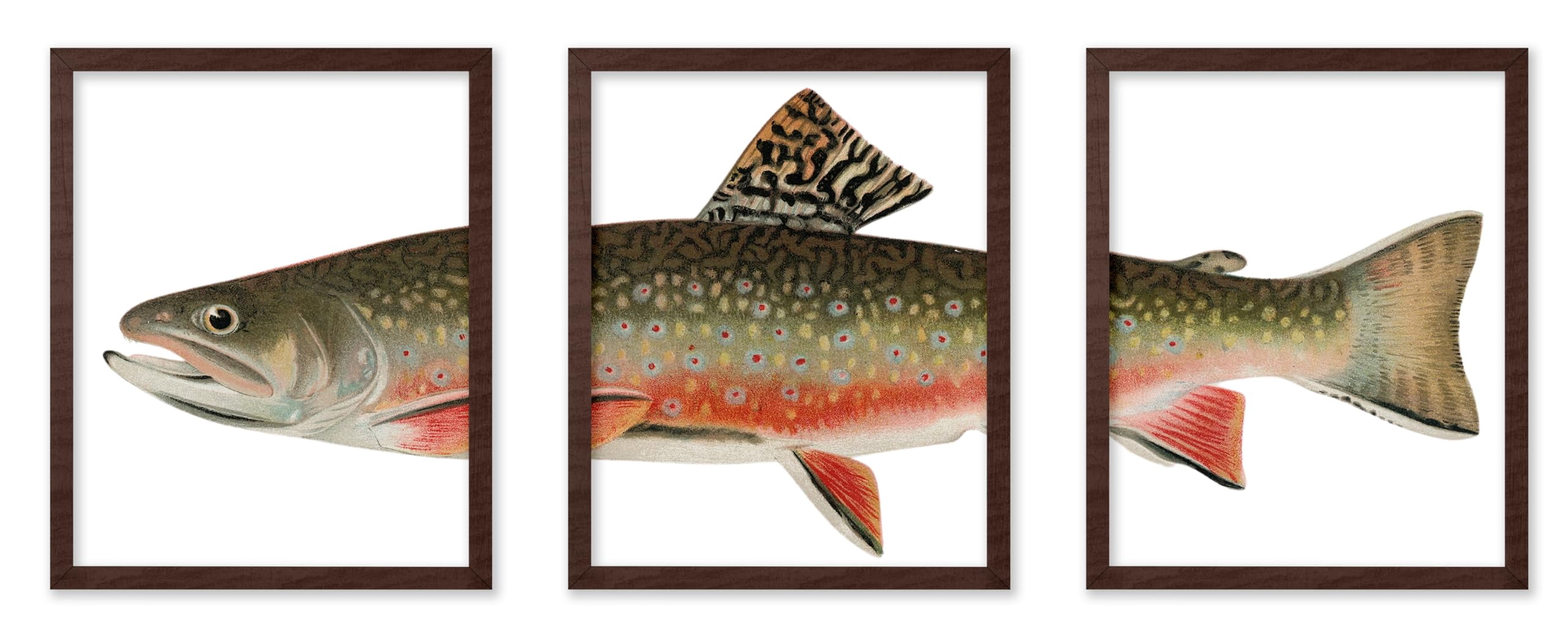 Poster Master 3-Piece Trout Fish Poster - Aquatic Print - Gift for ...