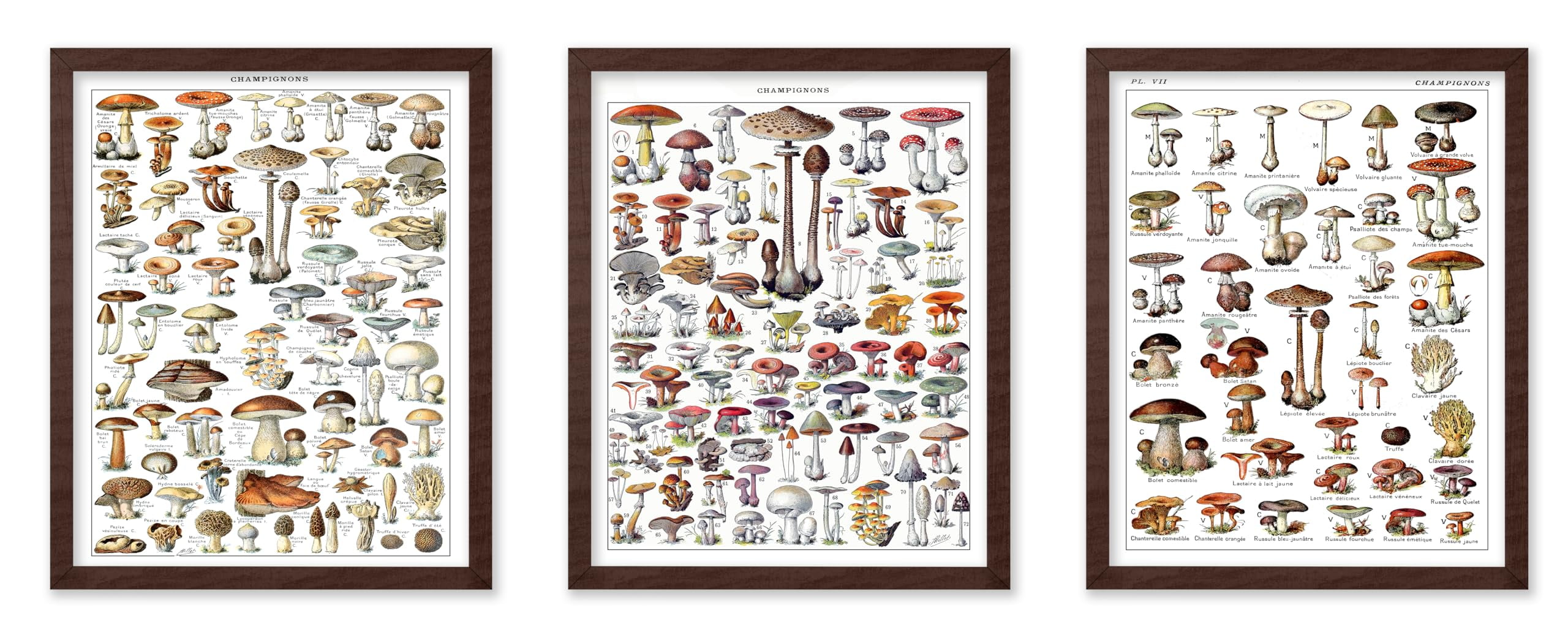 Poster Master 3-Piece Vintage Adolphe Millot Poster - Retro Botanical ...