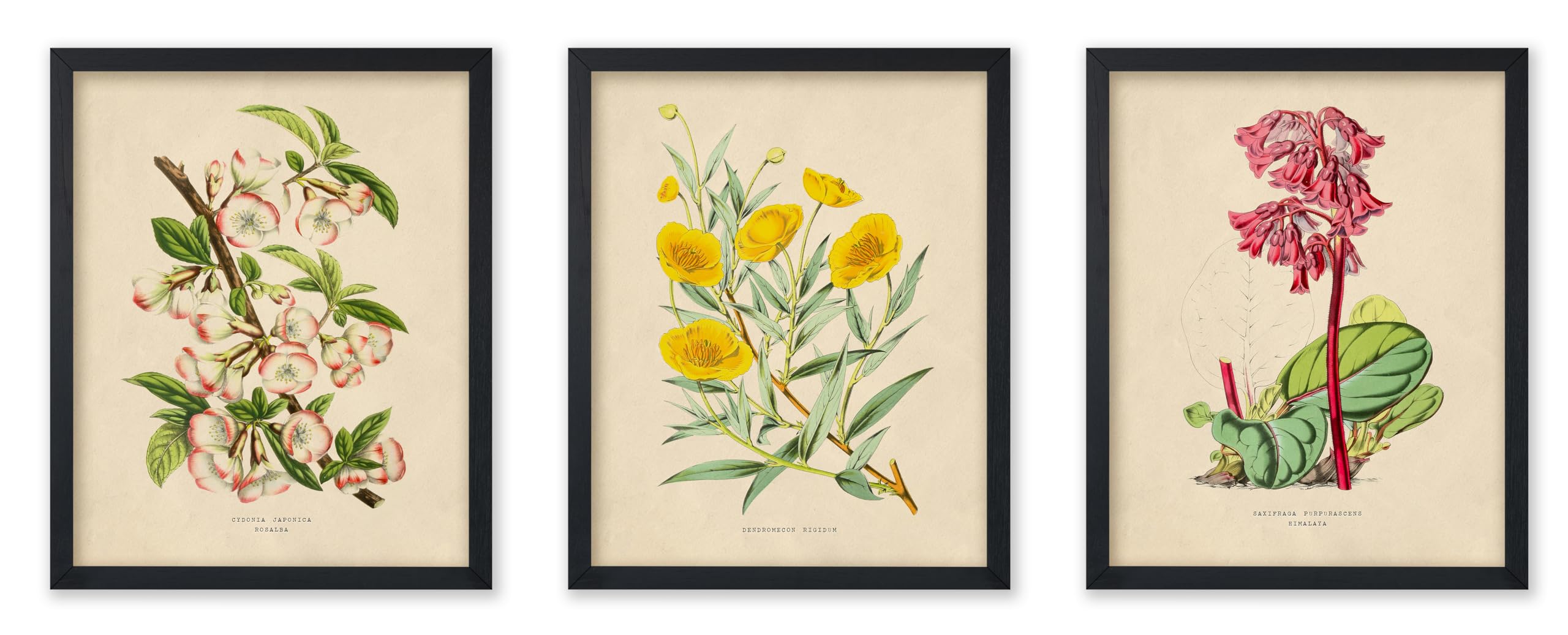 Poster Master 3-Piece Vintage Flower Poster - Retro Botanical Print ...