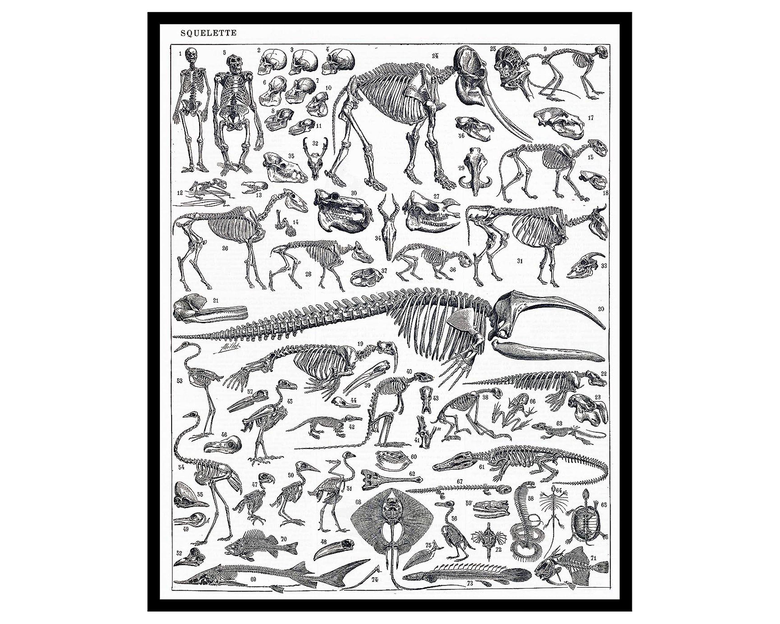 Poster Master Antique Adolphe Millot Poster - Vintage Dinosaur Anatomy ...