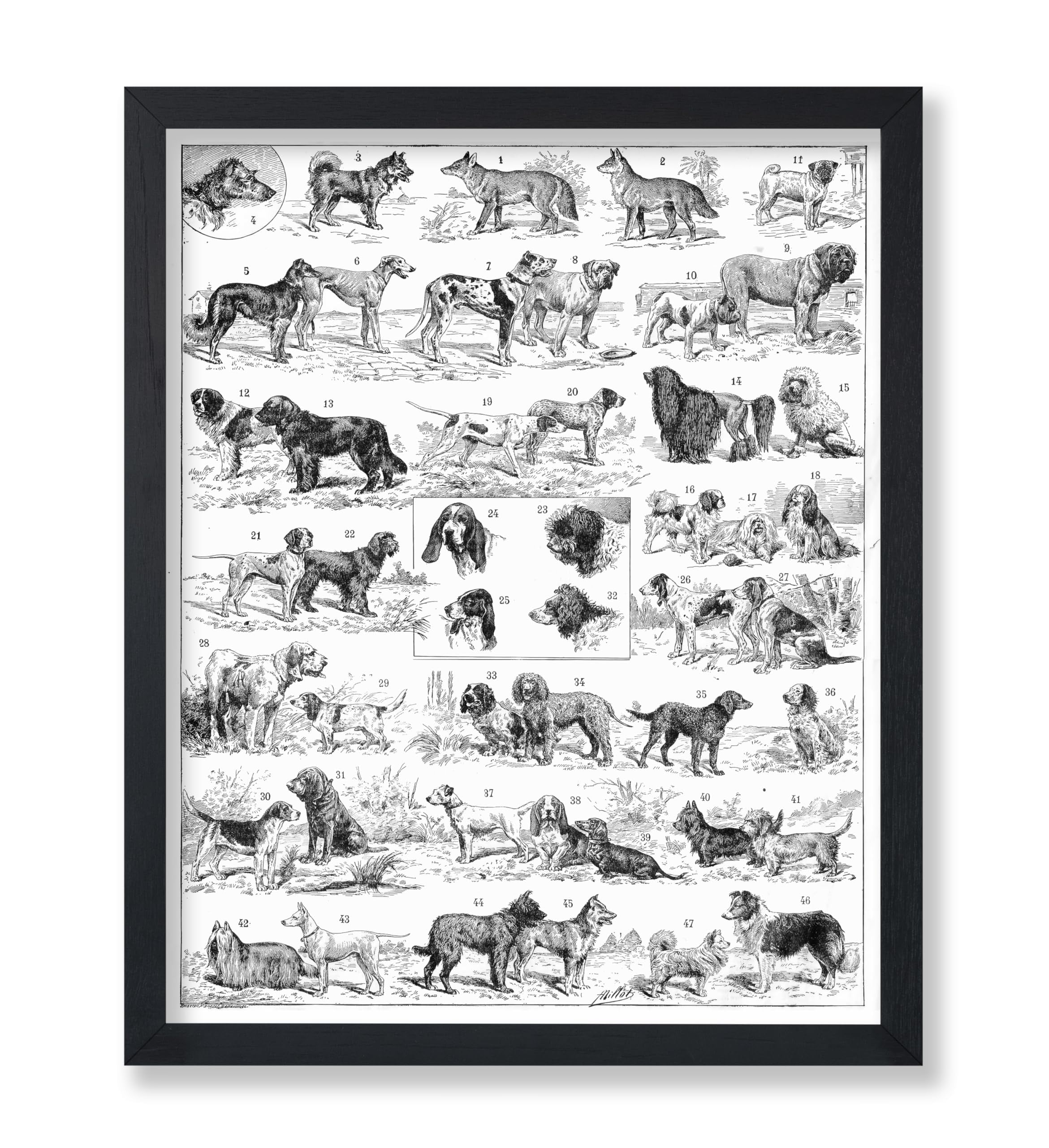 Poster Master Antique Science Poster - Vintage Animal Print - Gift for ...