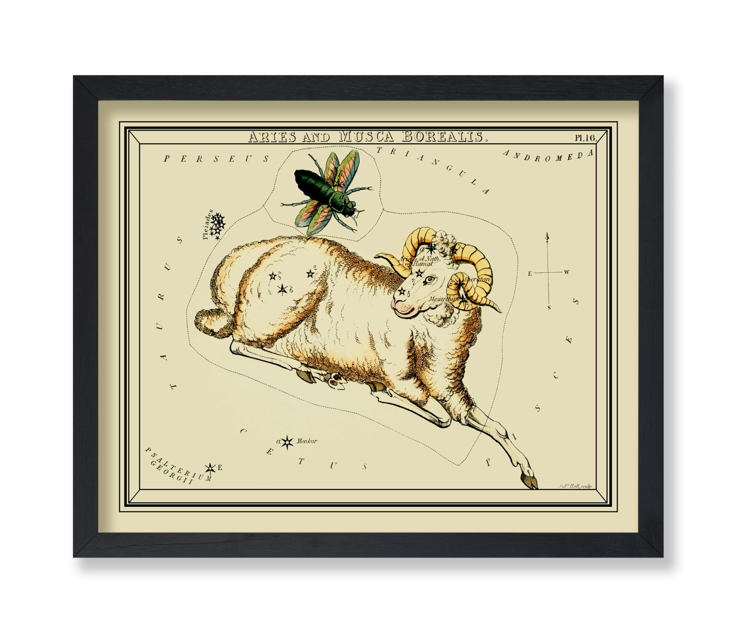 Poster Master Astrology Posters, Aries Zodiac Constellation Poster ...
