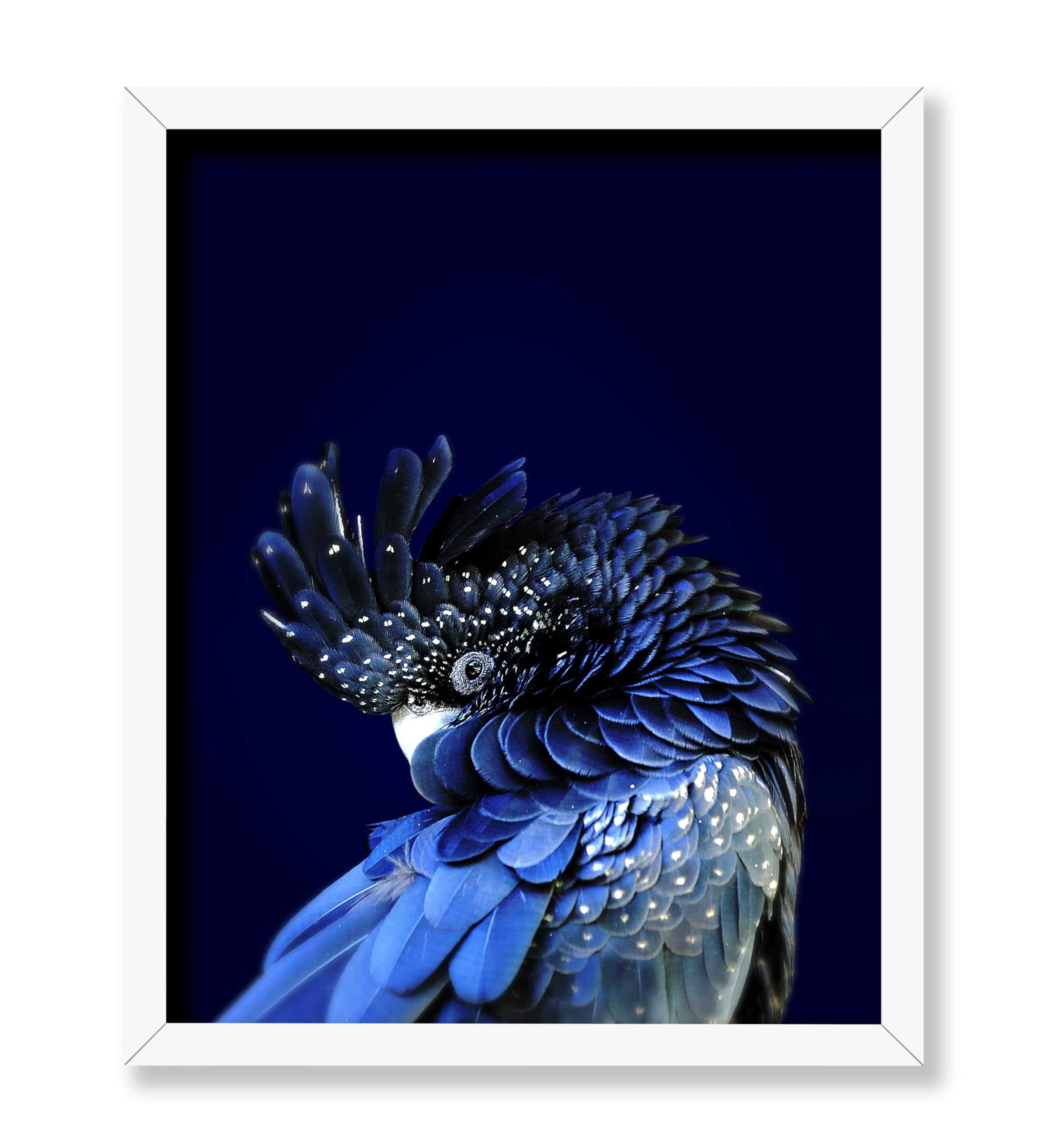 Poster Master Australian Red-Tailed Black Cockatoo Poster - Blue Bird ...