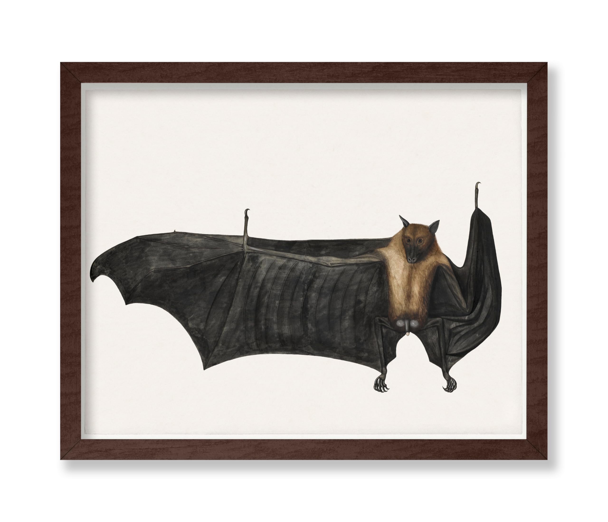 Poster Master Bat Poster - Great Indian Fruit Bat Print - Halloween Art ...