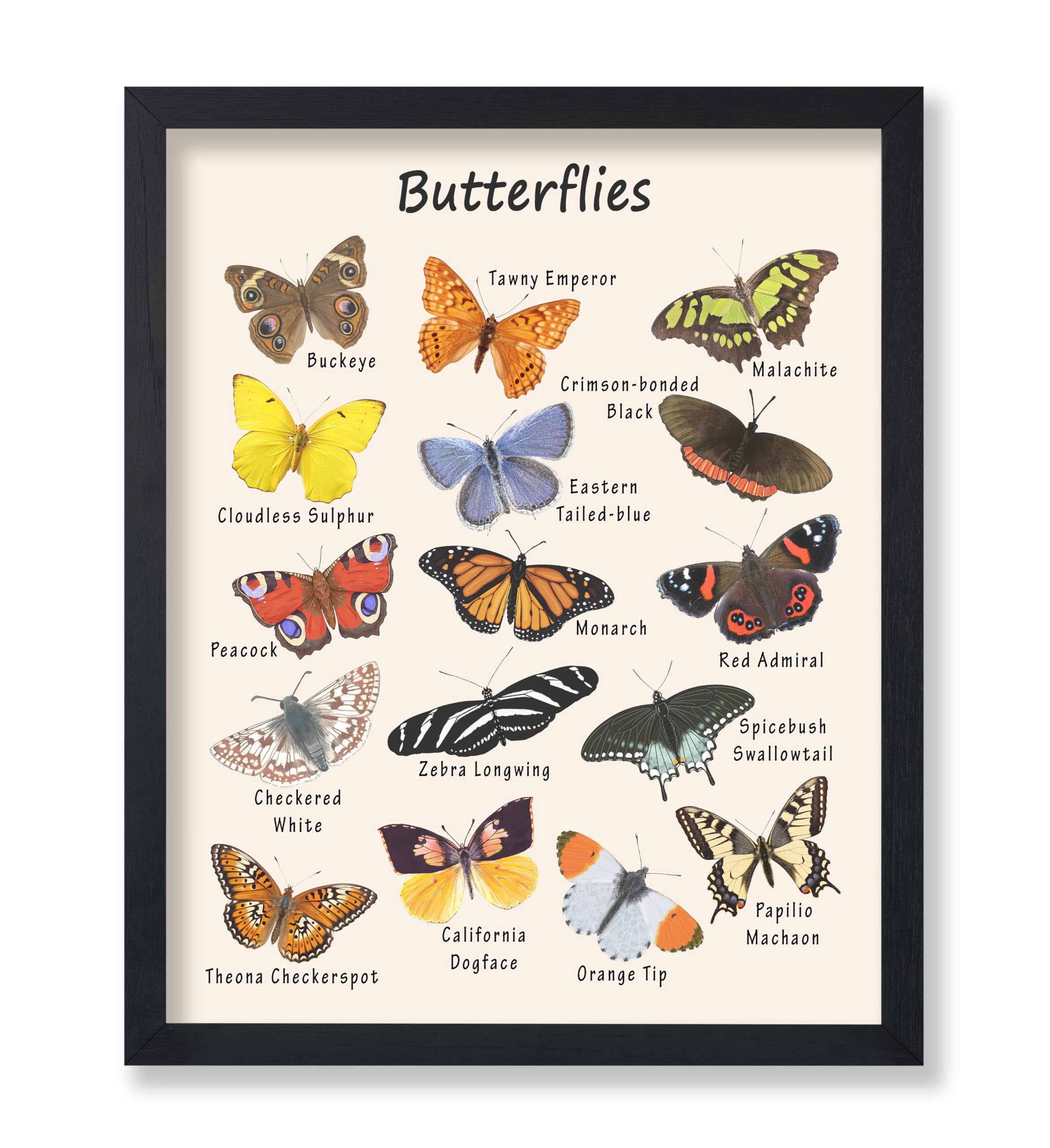 Poster Master Butterfly Poster - Animal Print - Learning Materials Art ...