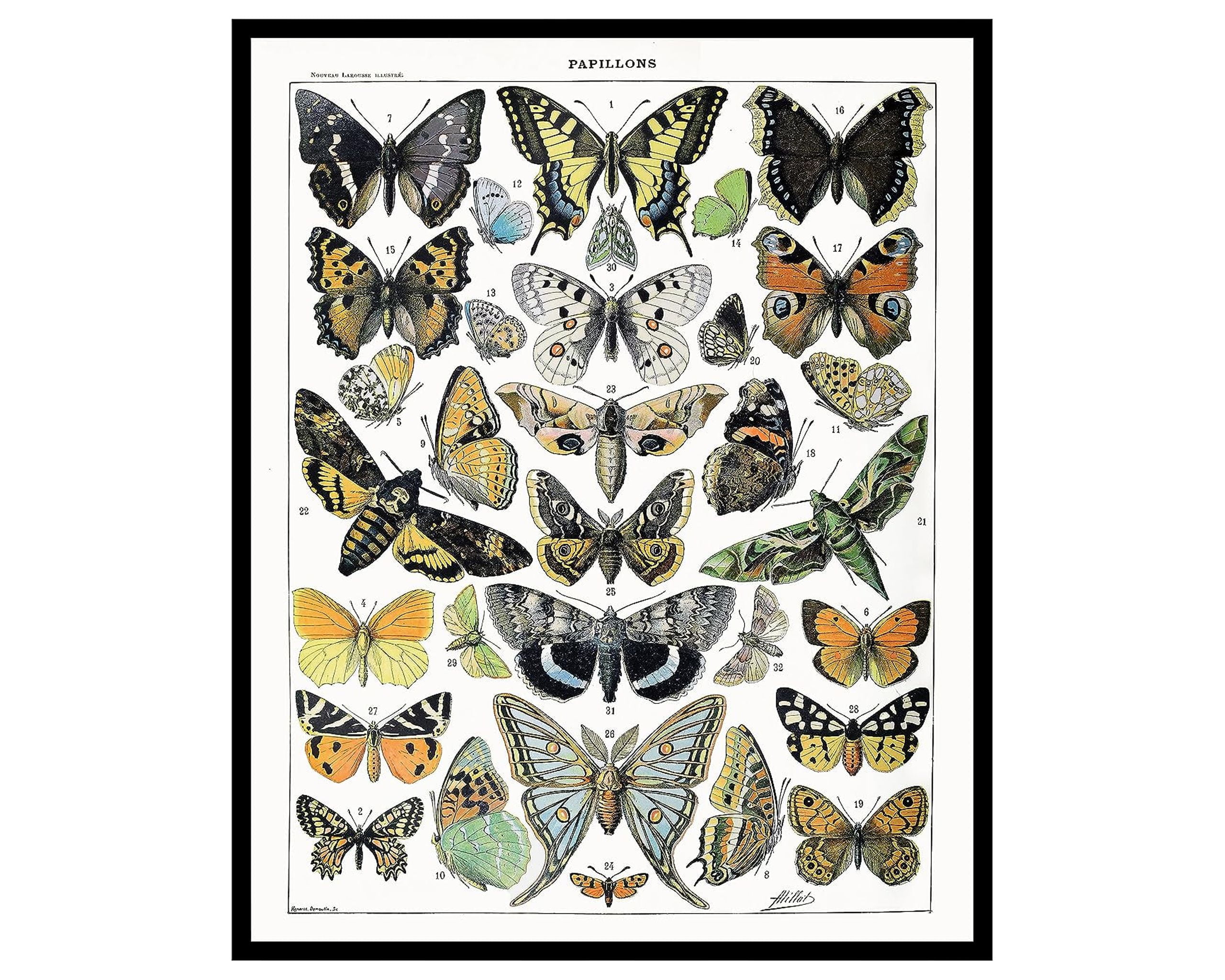 Poster Master Butterfly Poster - Vintage Adolphe Millot Artwork - 16x20 ...