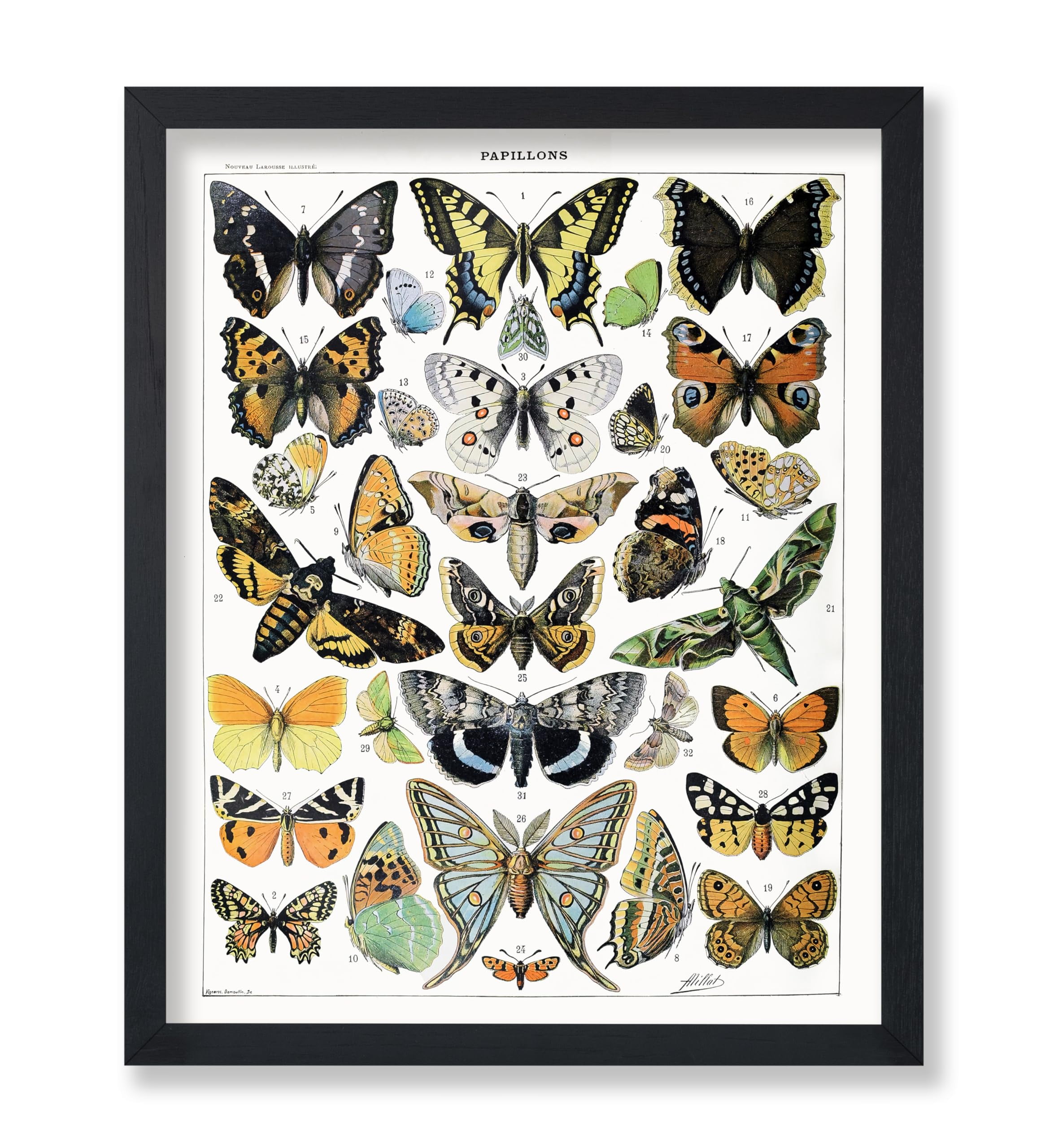 Poster Master Butterfly Poster - Vintage Adolphe Millot Artwork - 8x10 ...