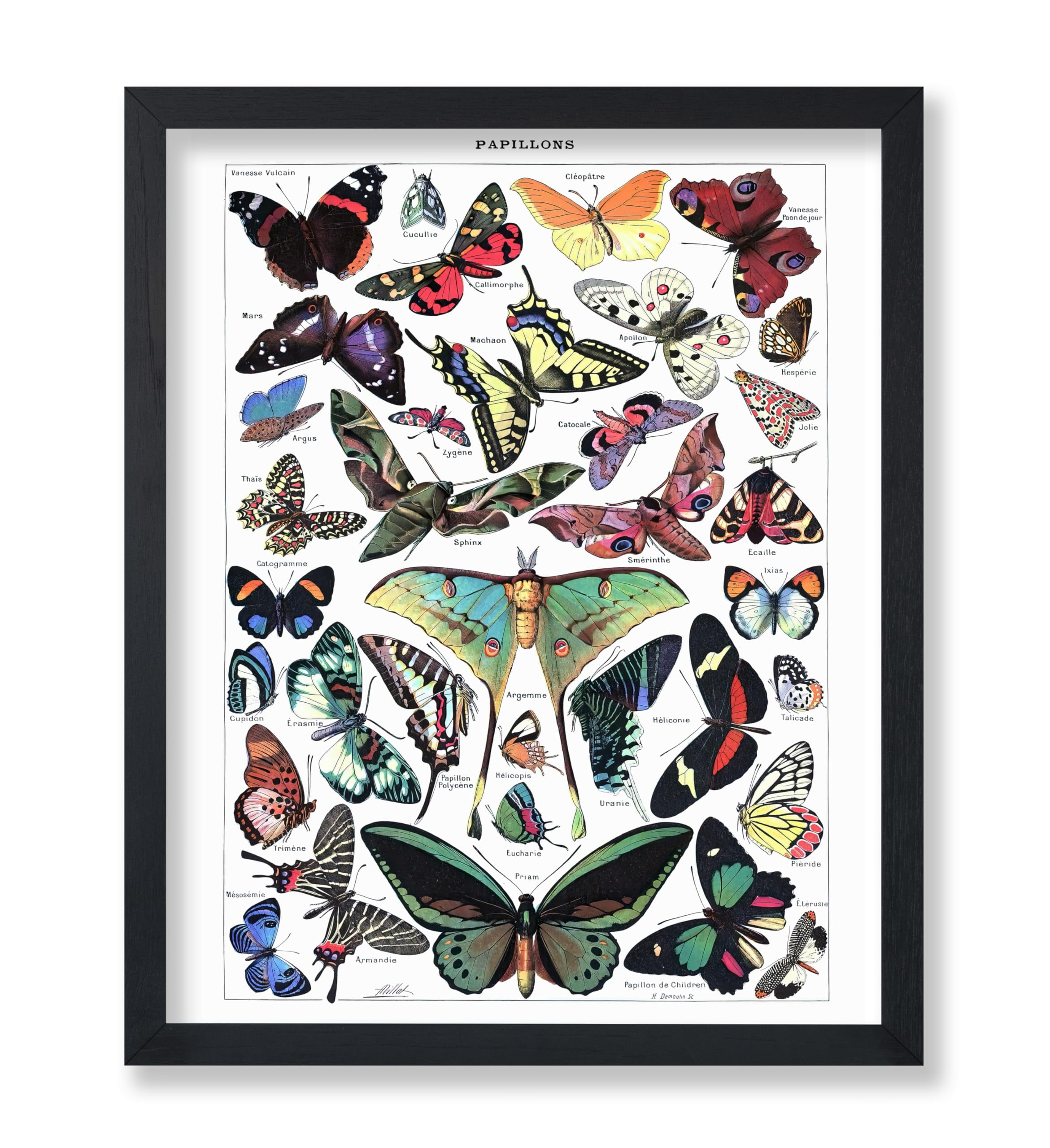 Poster Master Butterfly Poster - Vintage Adolphe Millot Artwork - 8x10 ...