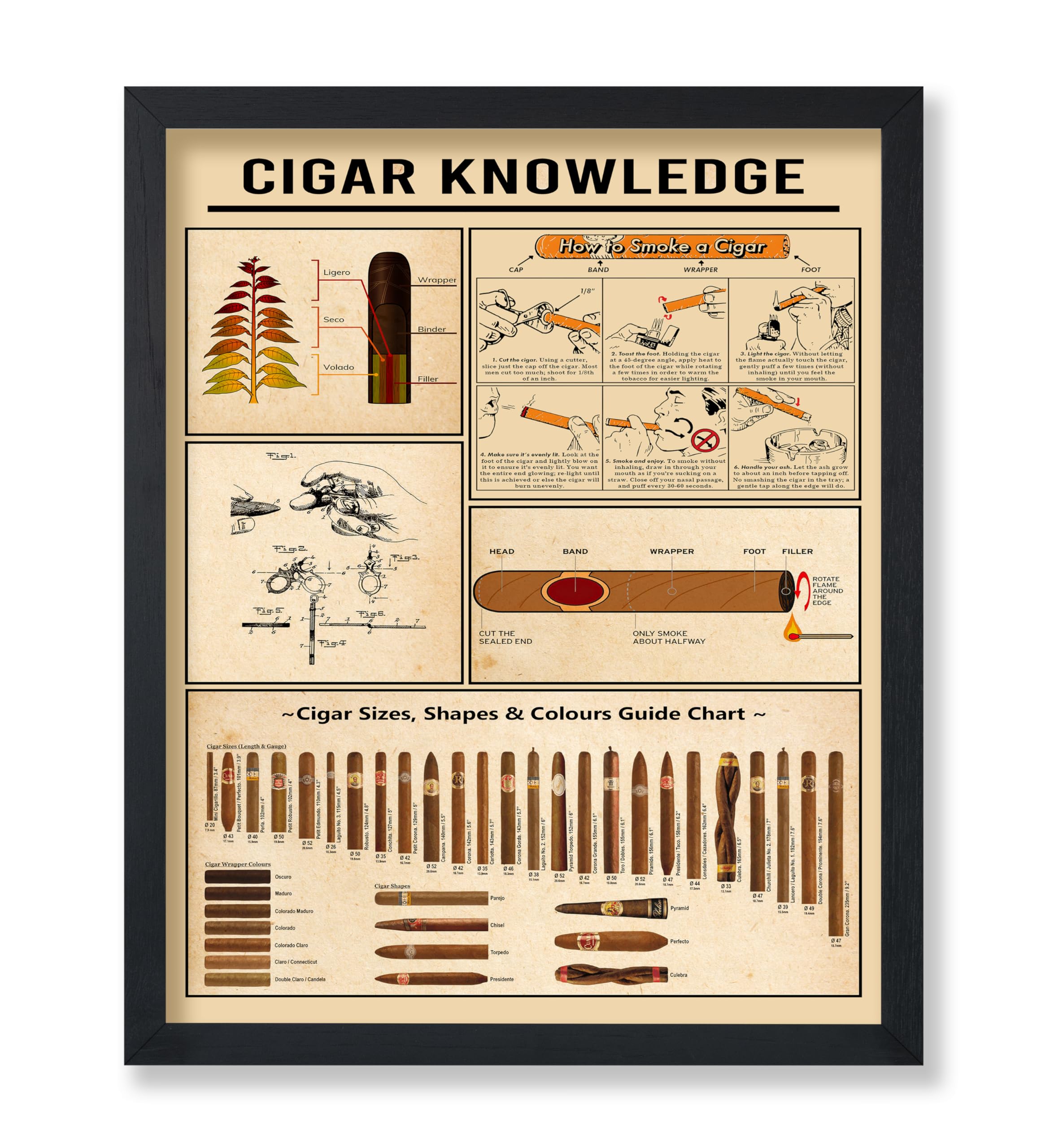 Poster Master Cigar Knowledge Poster - Cigar Sizes, Shapes & Colors ...