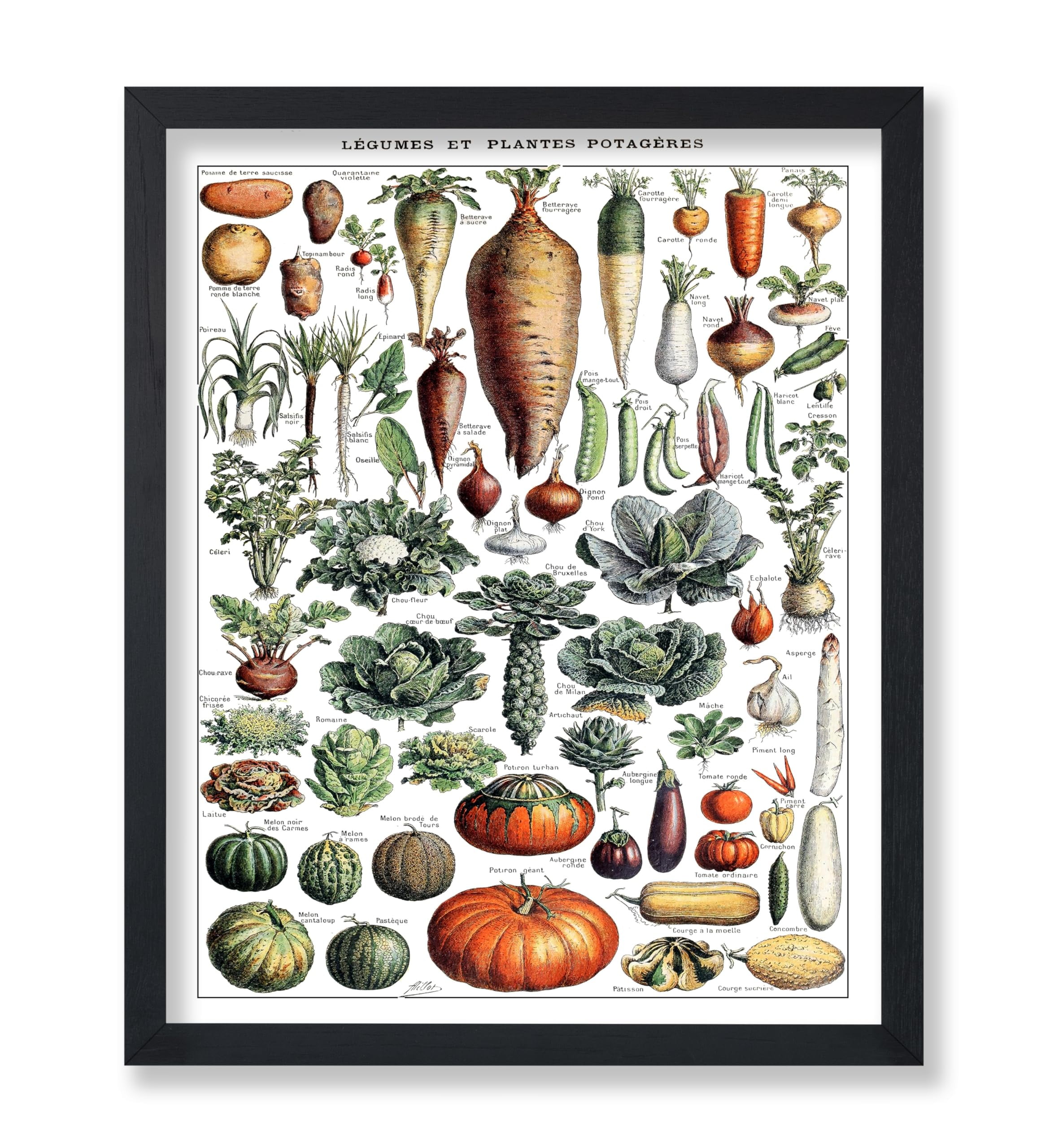 Poster Master Classic Adolphe Millot Poster - Vintage Drawing Print ...