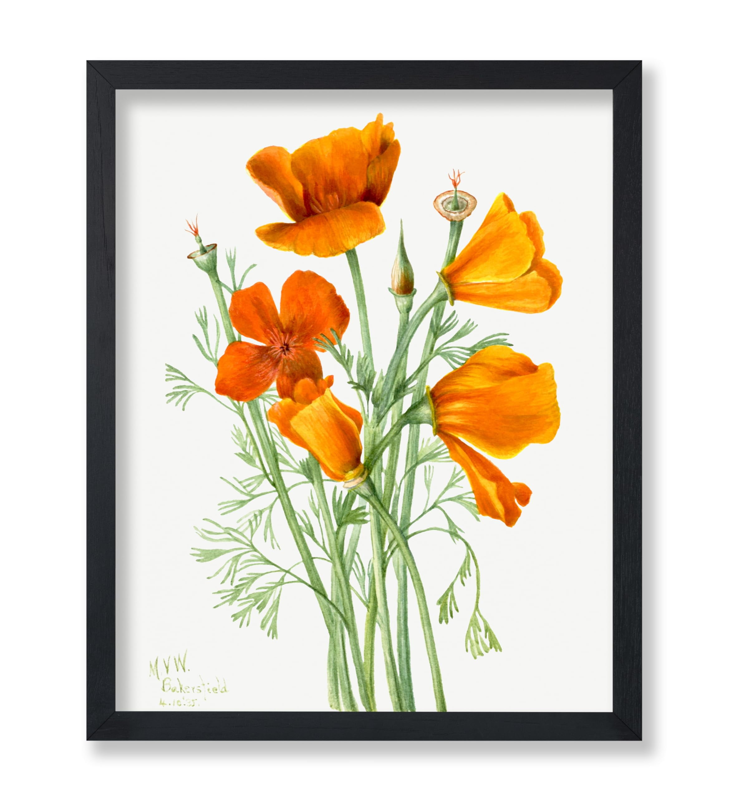 Poster Master Classic Mary Vaux Walcott Poster - Vintage Watercolor ...