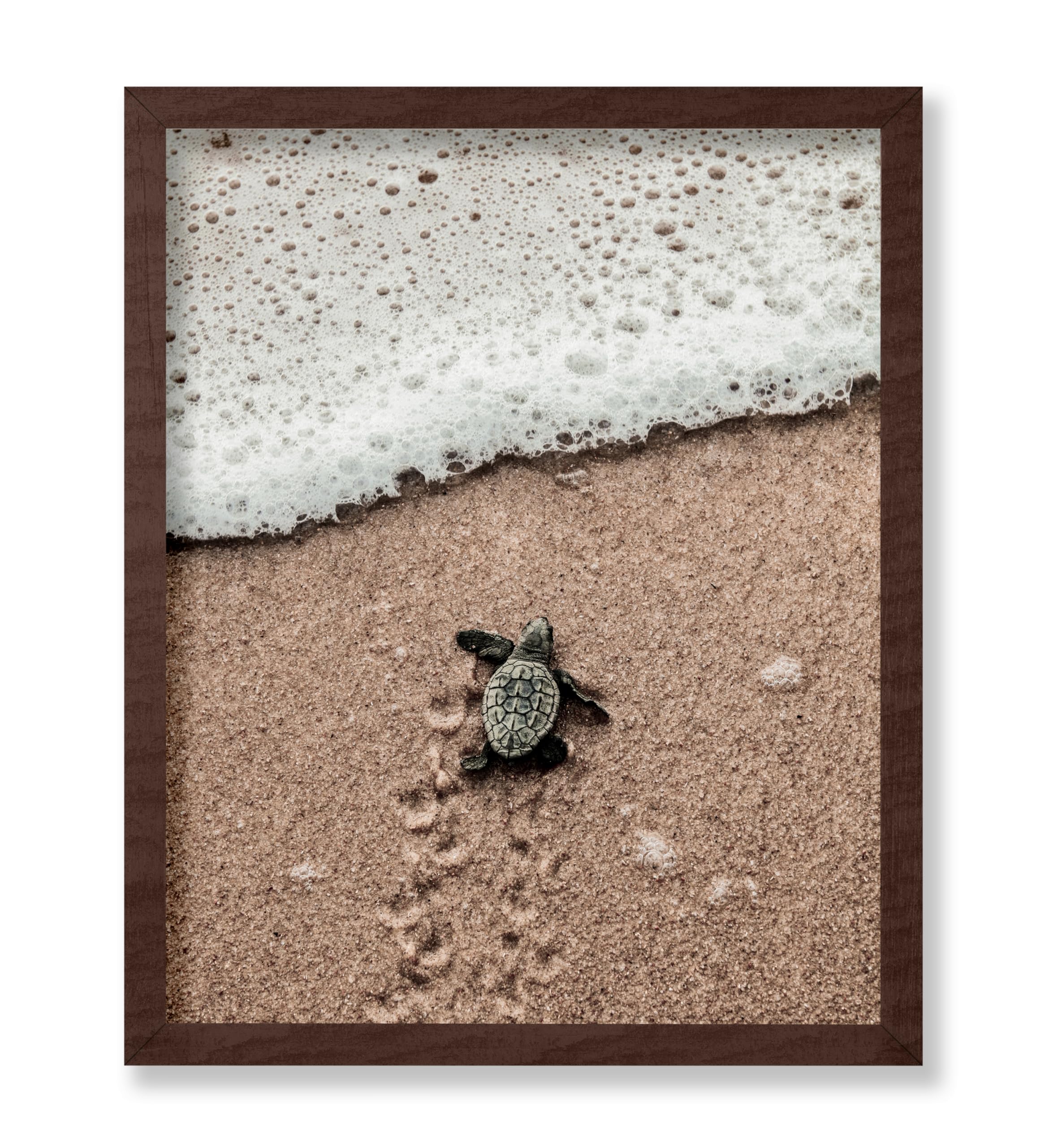 Poster Master Crawling Baby Sea Turtle Poster - Hatchling Print ...