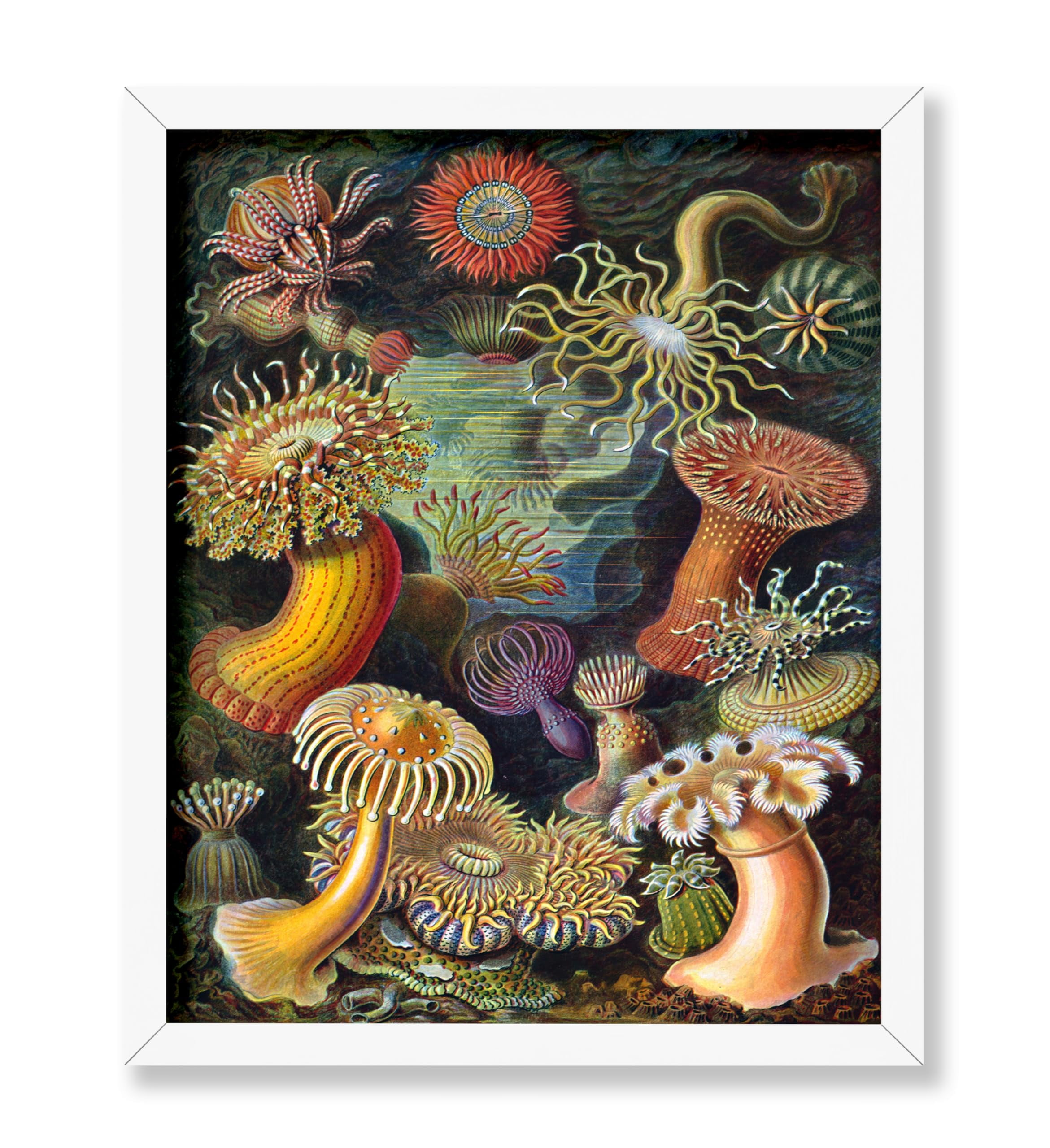 Poster Master Ernst Haeckel Poster - Haeckel Actiniae Print - Sea ...