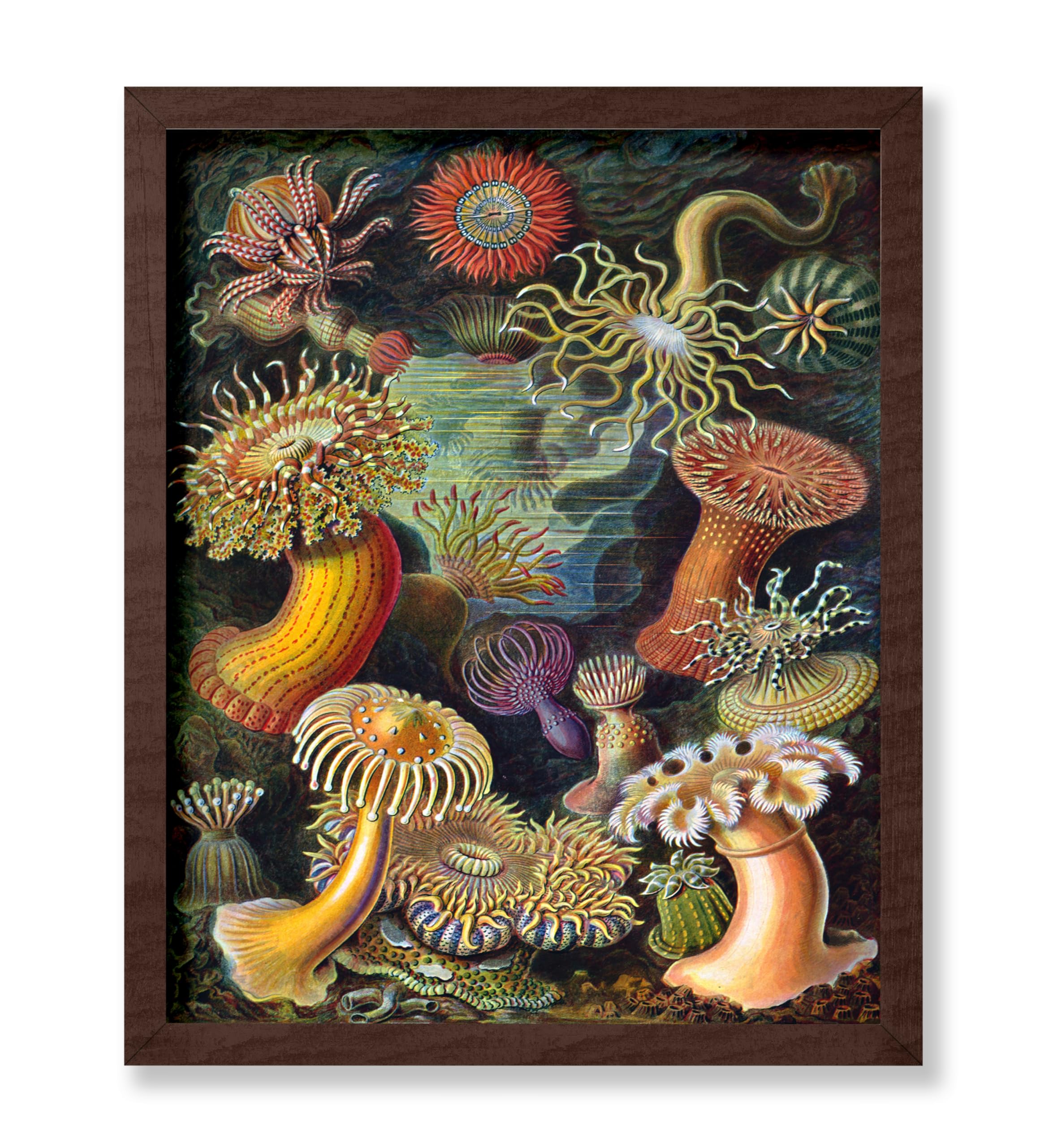 Poster Master Ernst Haeckel Poster - Haeckel Actiniae Print - Sea ...