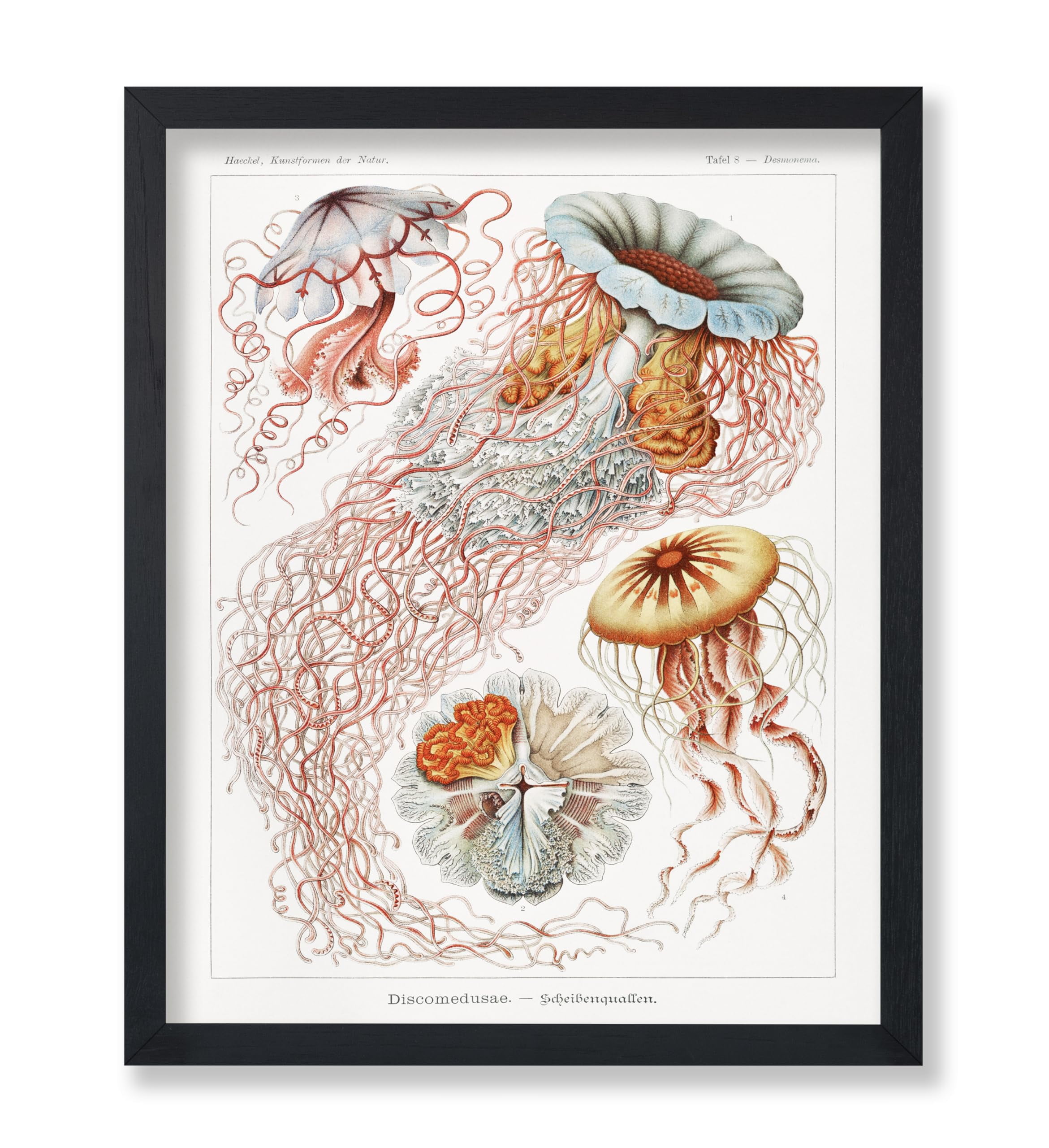 Poster Master Ernst Haeckel Poster - Haeckel Discomedusae Print ...