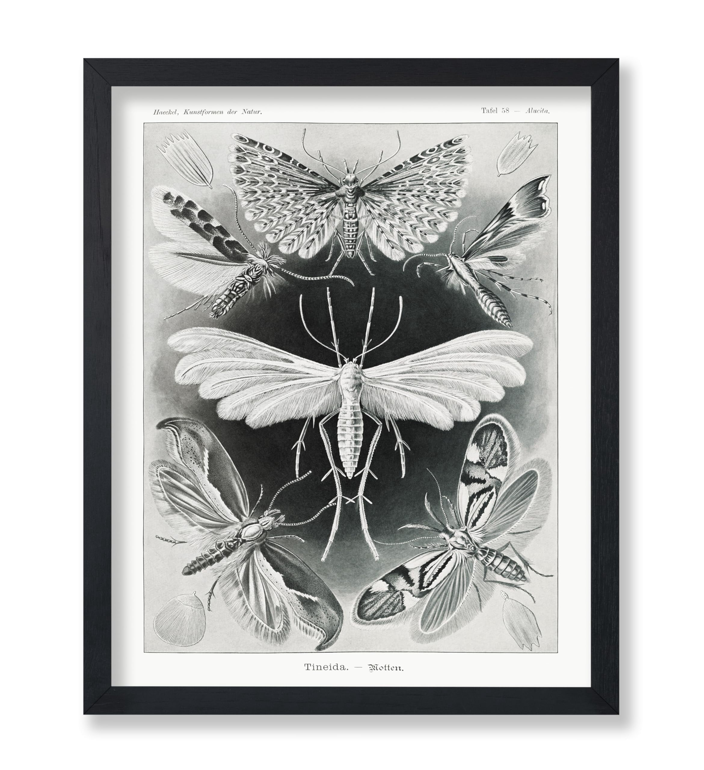 Poster Master Ernst Haeckel Poster - Haeckel Tineida Print - Moth Art ...