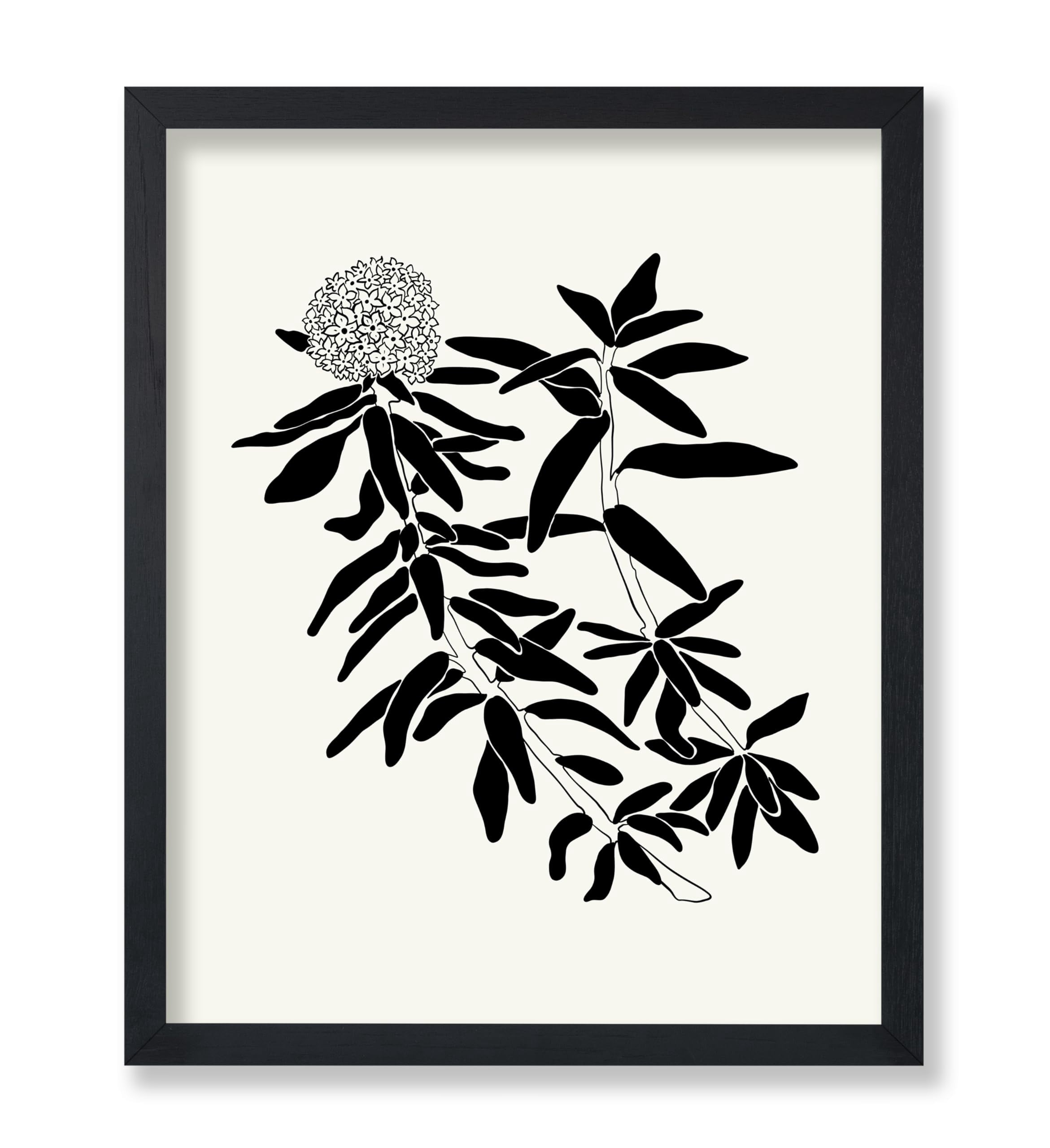 Poster Master Flower Poster - Retro Pimelea Print - Rice Flowers Art ...