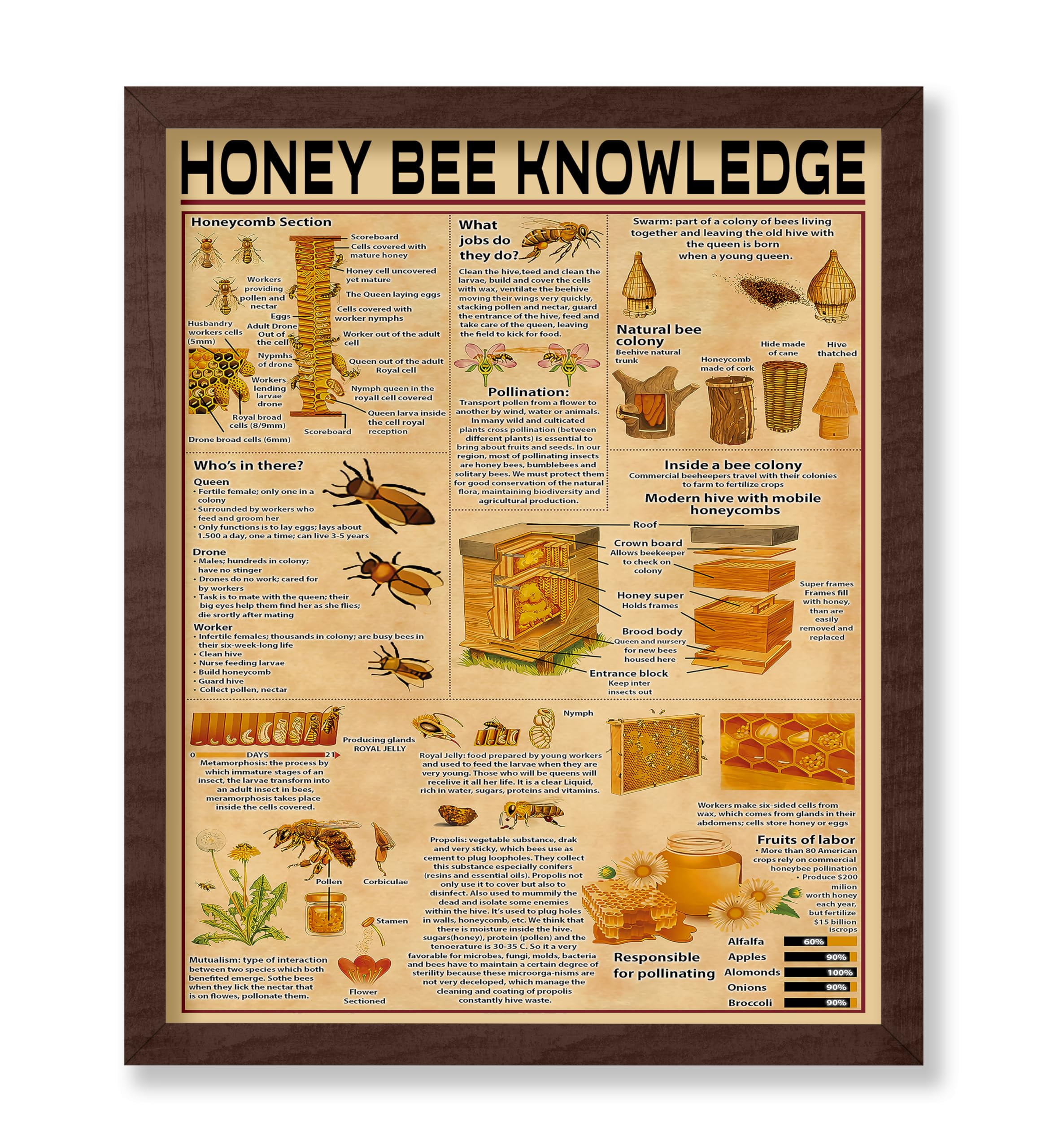 Poster Master Honey Bee Knowledge Poster - Infographic Print - Honey ...