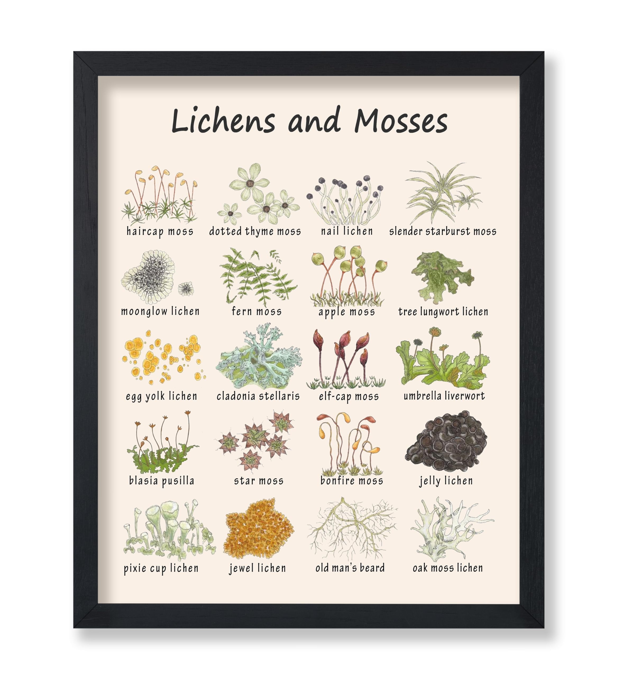 Poster Master Lichens & Mosses Poster - Educational Print - Learning ...