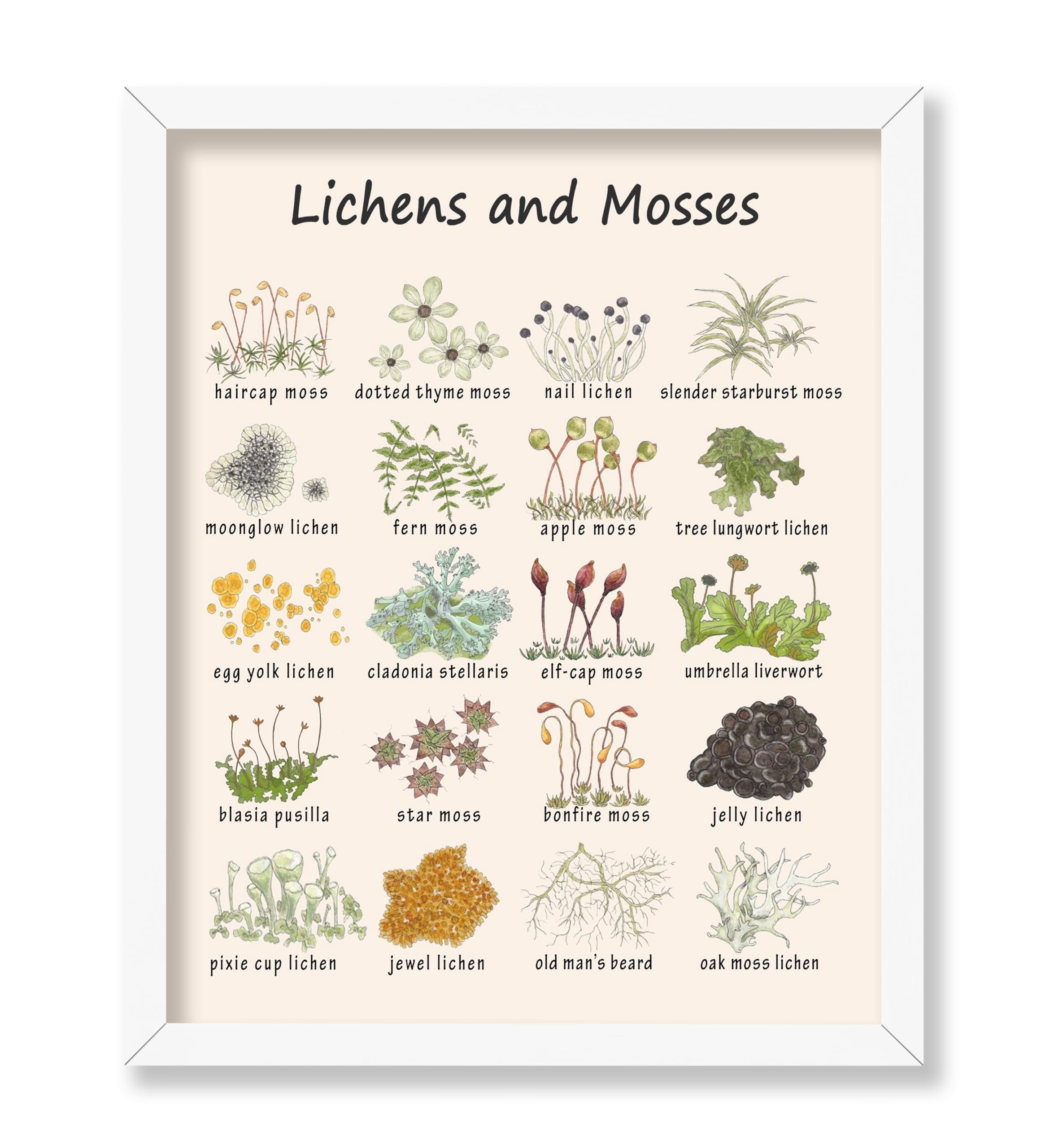 Poster Master Lichens & Mosses Poster - Educational Print - Learning ...
