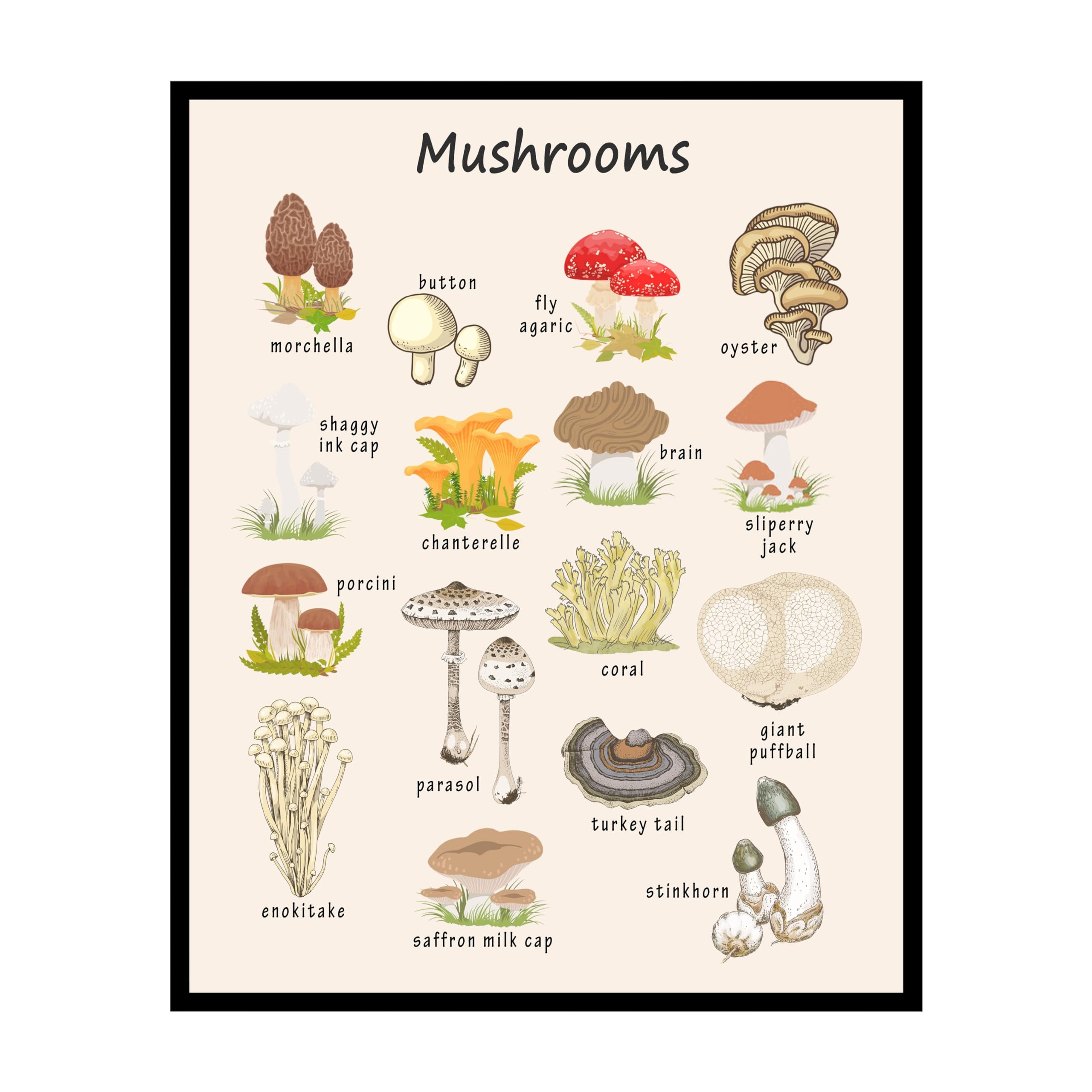 Poster Master Mushroom Poster - Botanical Print - Learning Materials ...