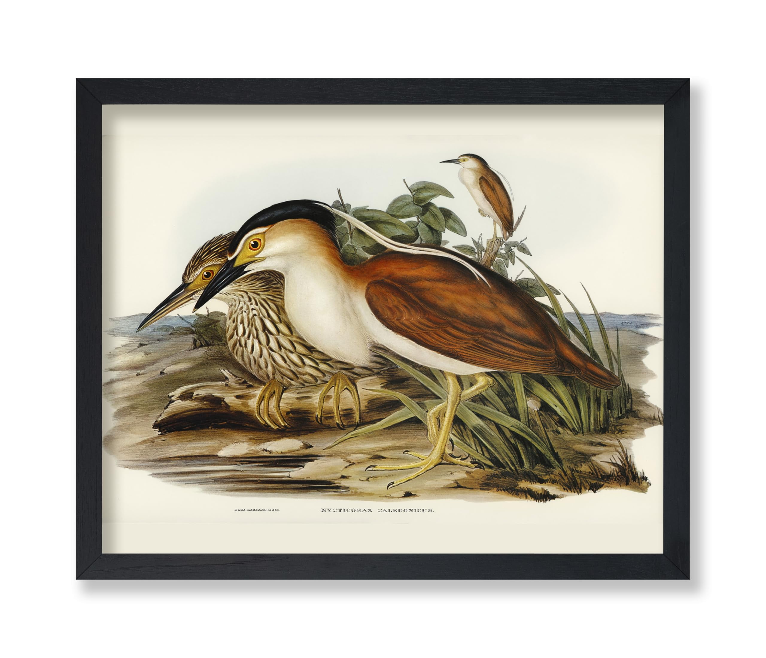 Poster Master Nankeen Night Heron Poster - Heron Print - Birds of ...