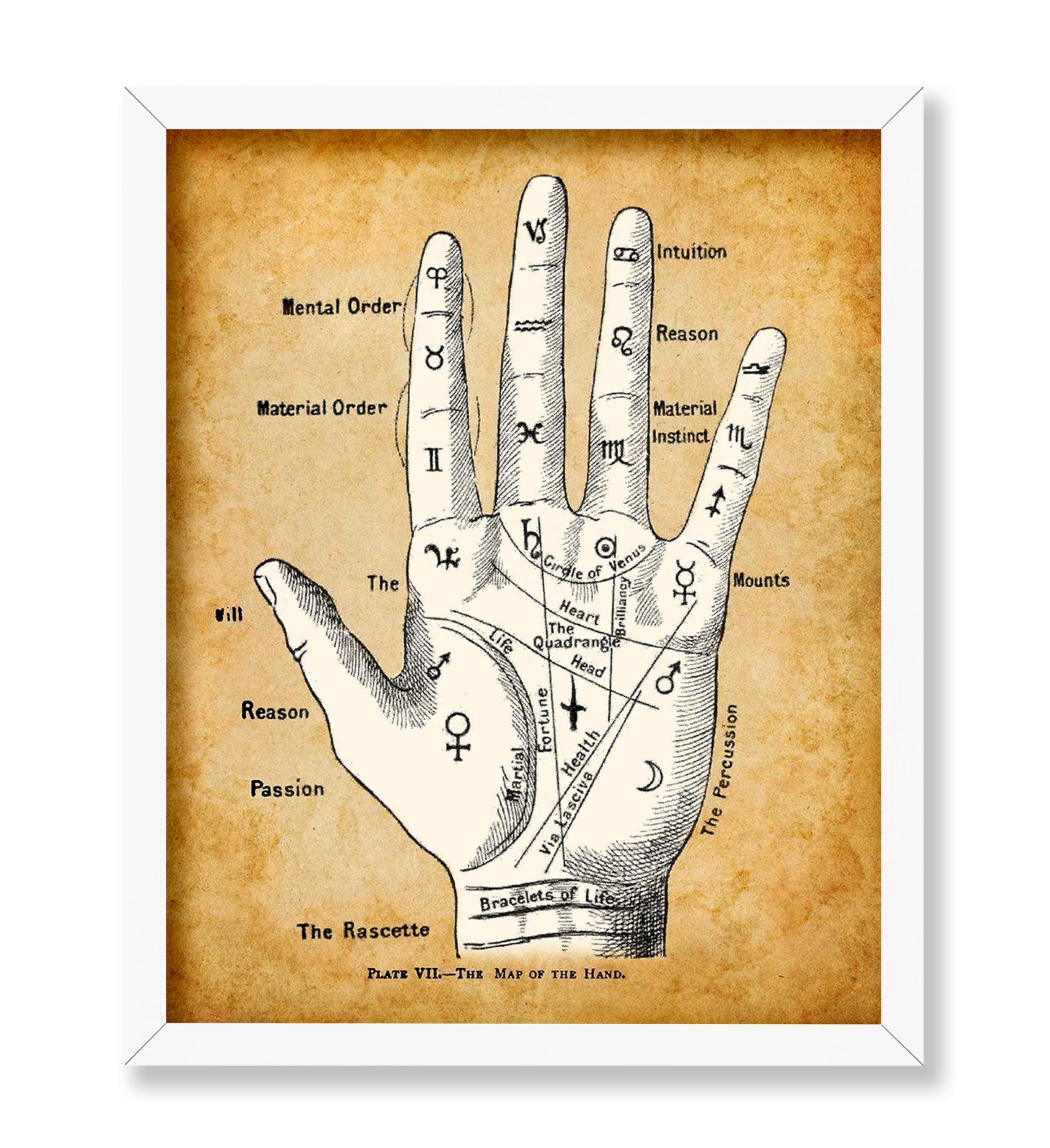 Poster Master Palm Reading Divination Chart - Classic Fortune Teller ...