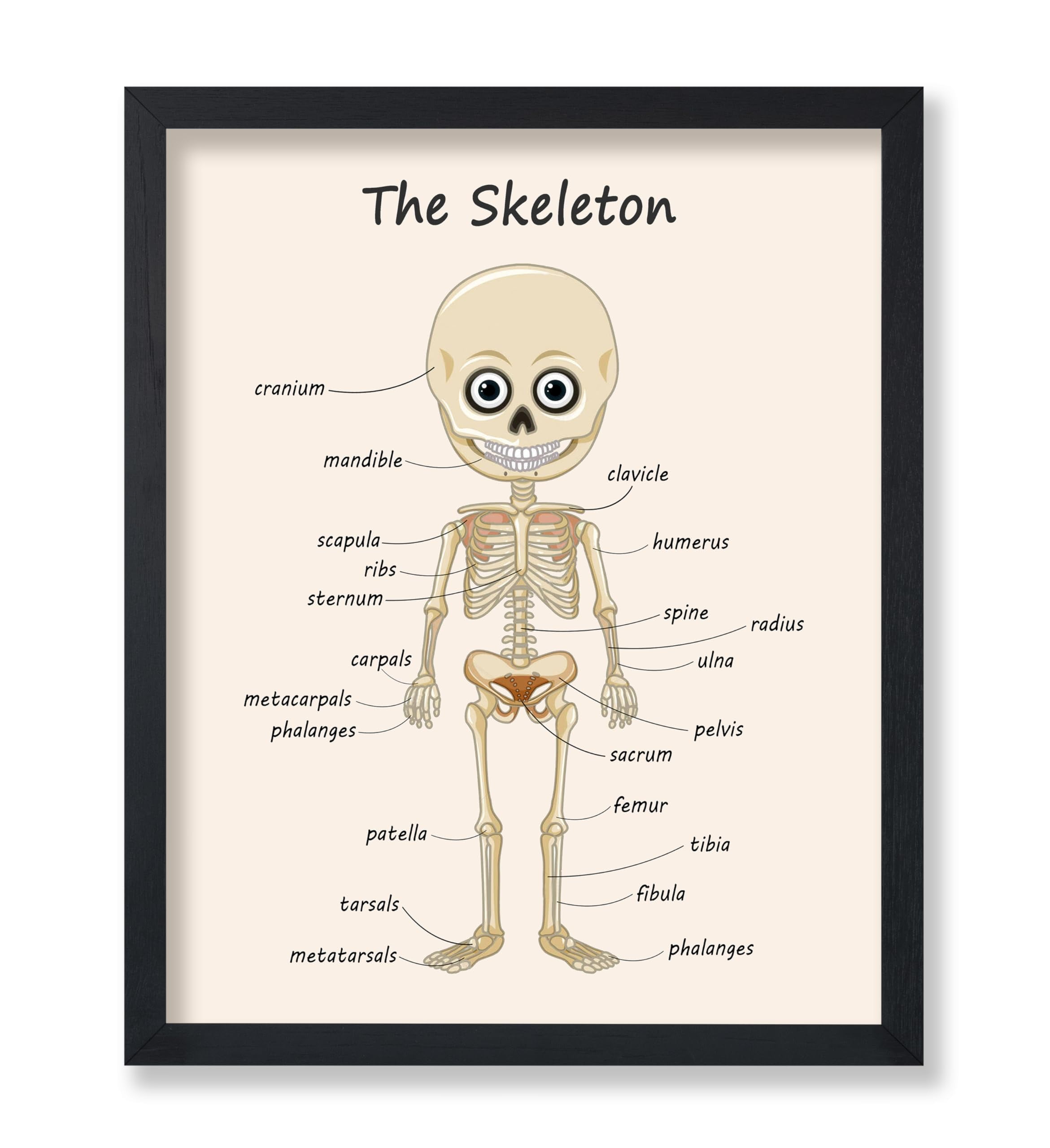 Poster Master The Skeleton Poster - Human Skeleton Print - Learning ...